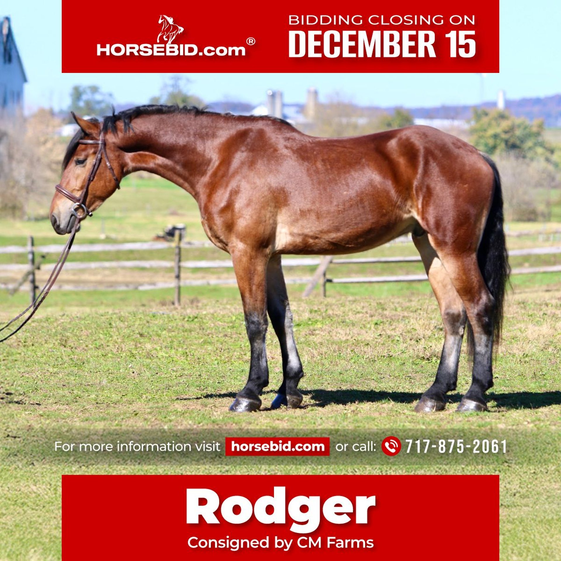 Friesian horses Mix Gelding 4 years 16,3 hh Bay in Gap