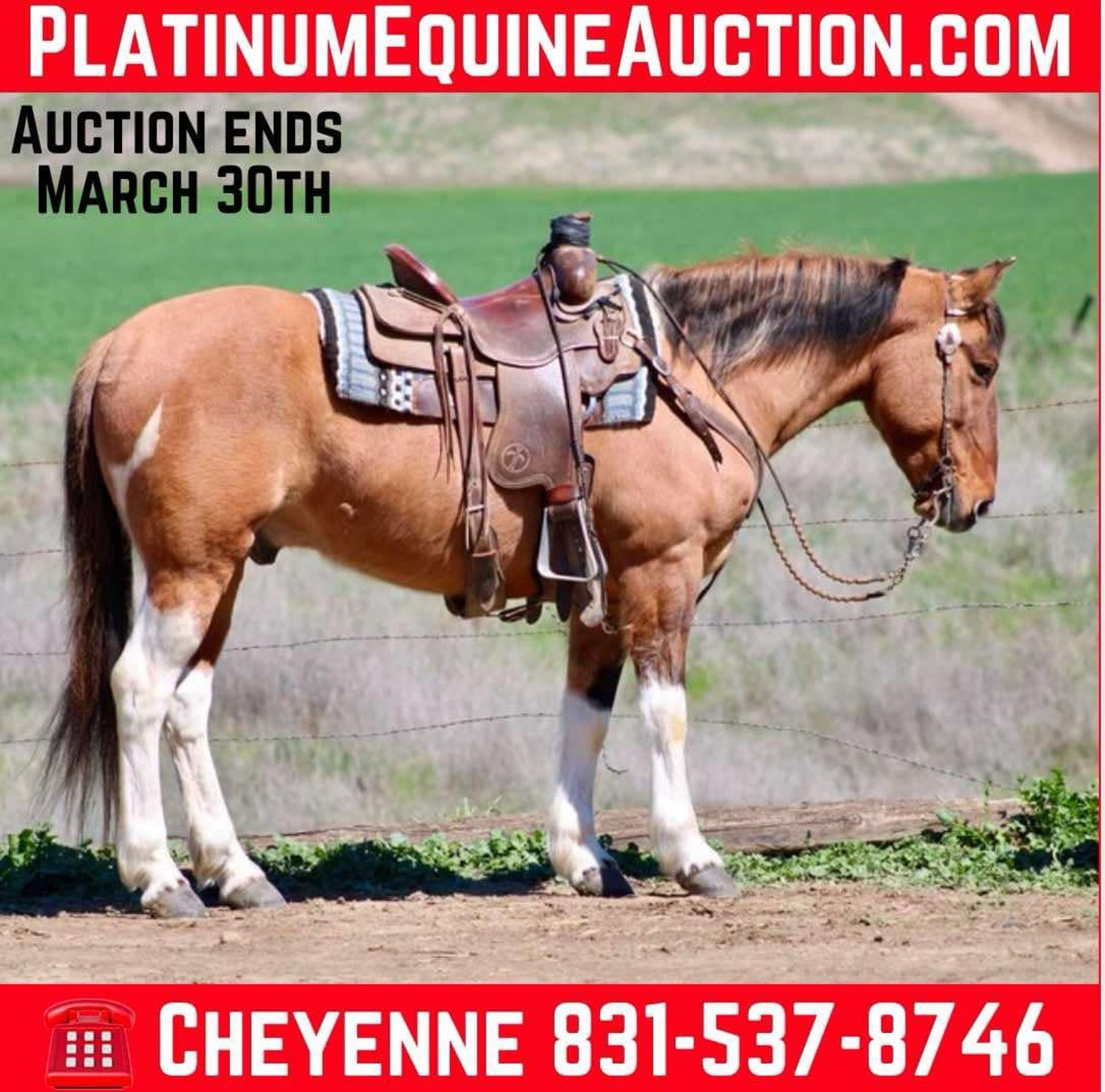 American Quarter Horse Gelding 10 years 14,2 hh Dun in Bitterwater CA