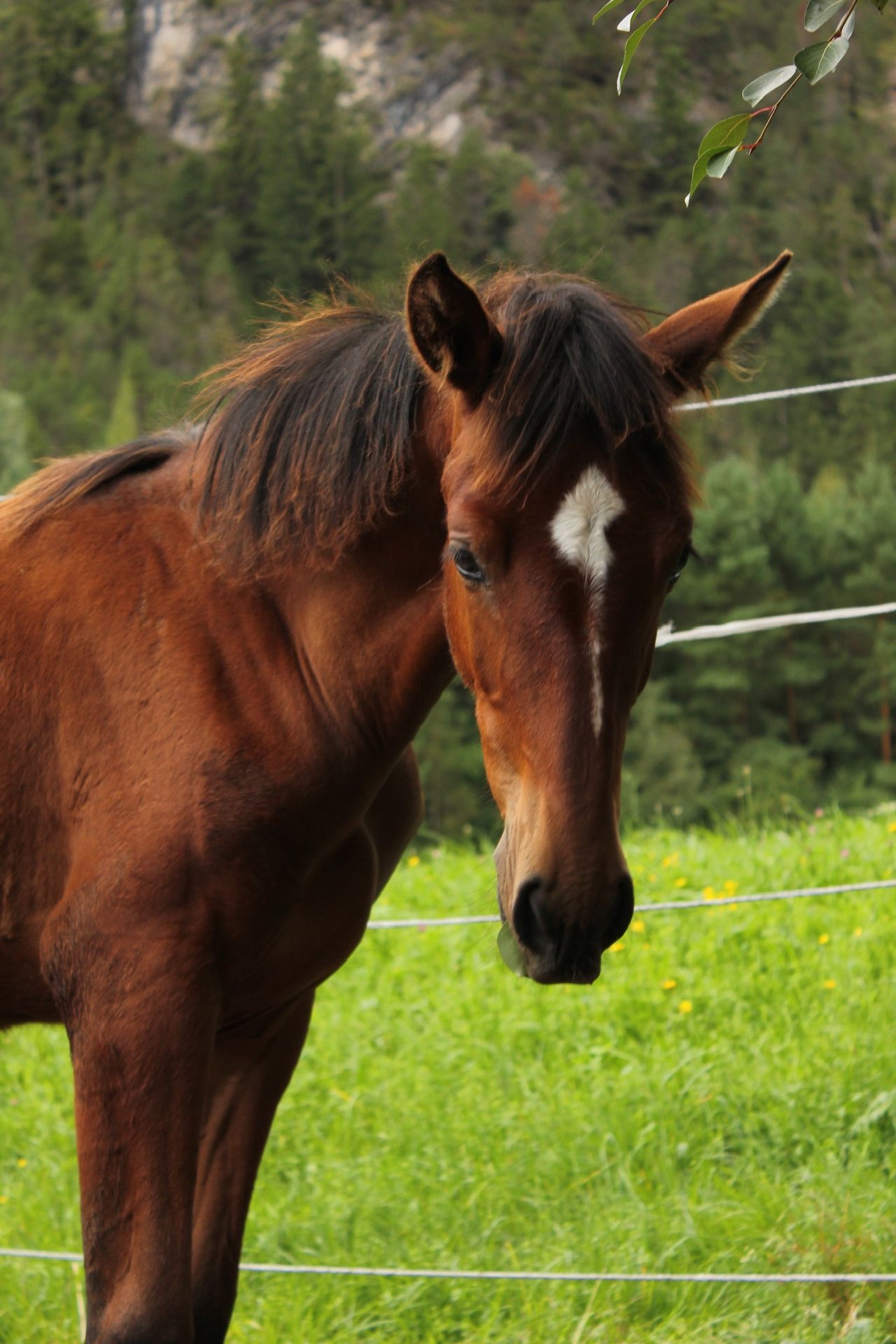 PRE Mare Foal (02/2025) 13,2 hh Brown in Nassereith