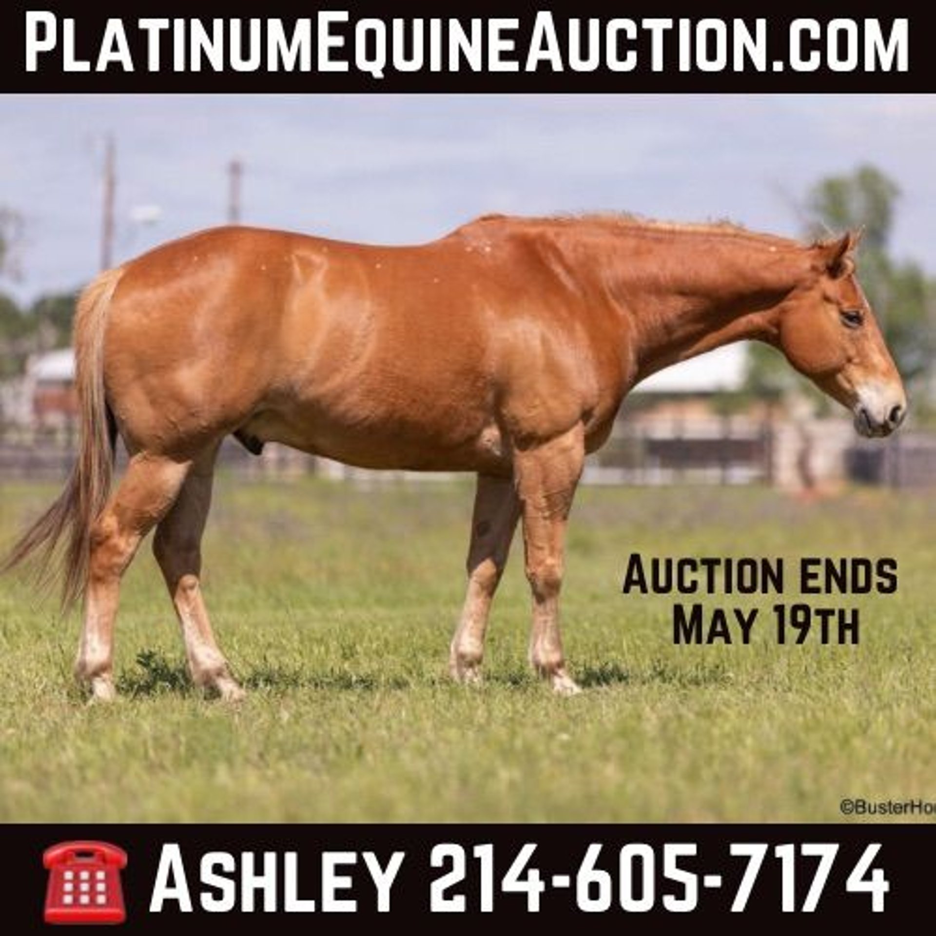 American Quarter Horse Gelding 12 years 15,3 hh Sorrel in Weatherford TX