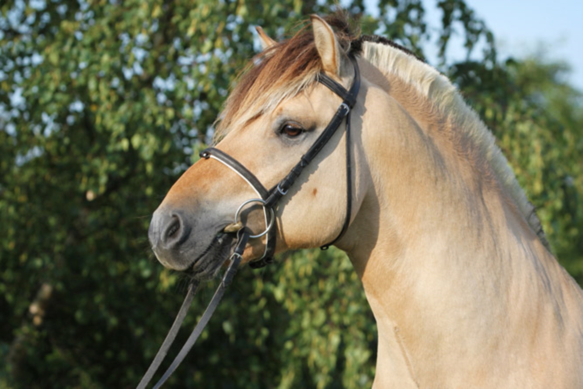 VALENTINO LGKS Fjordpferde Hengst Falbe in Liebstadt
