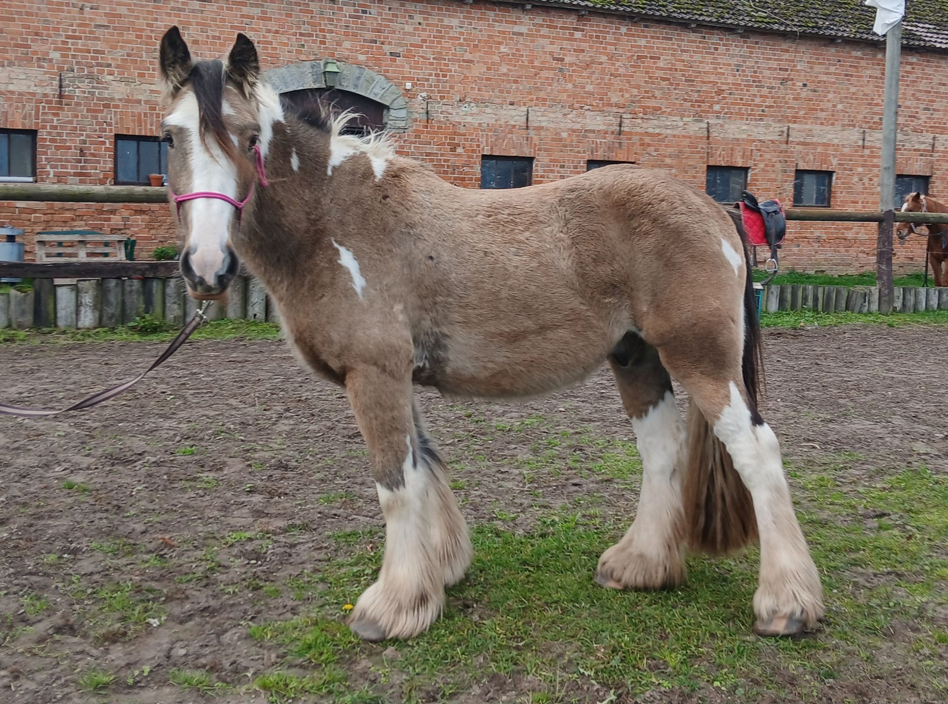Gypsy Horse Gelding 3 years 13,3 hh Buckskin in Wittstock