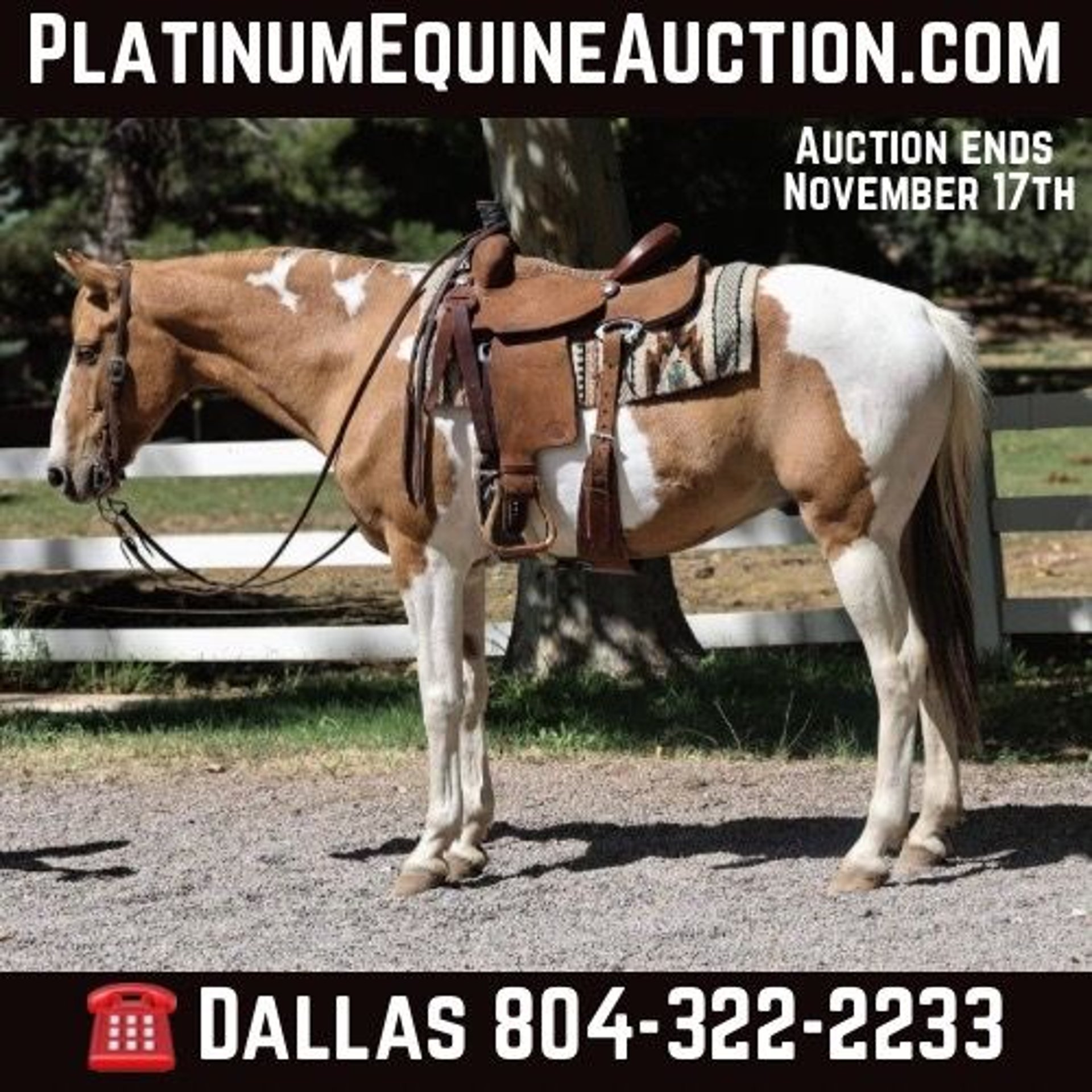 American Quarter Horse Gelding 7 years 15 hh Tobiano-all-colors in Camp ...