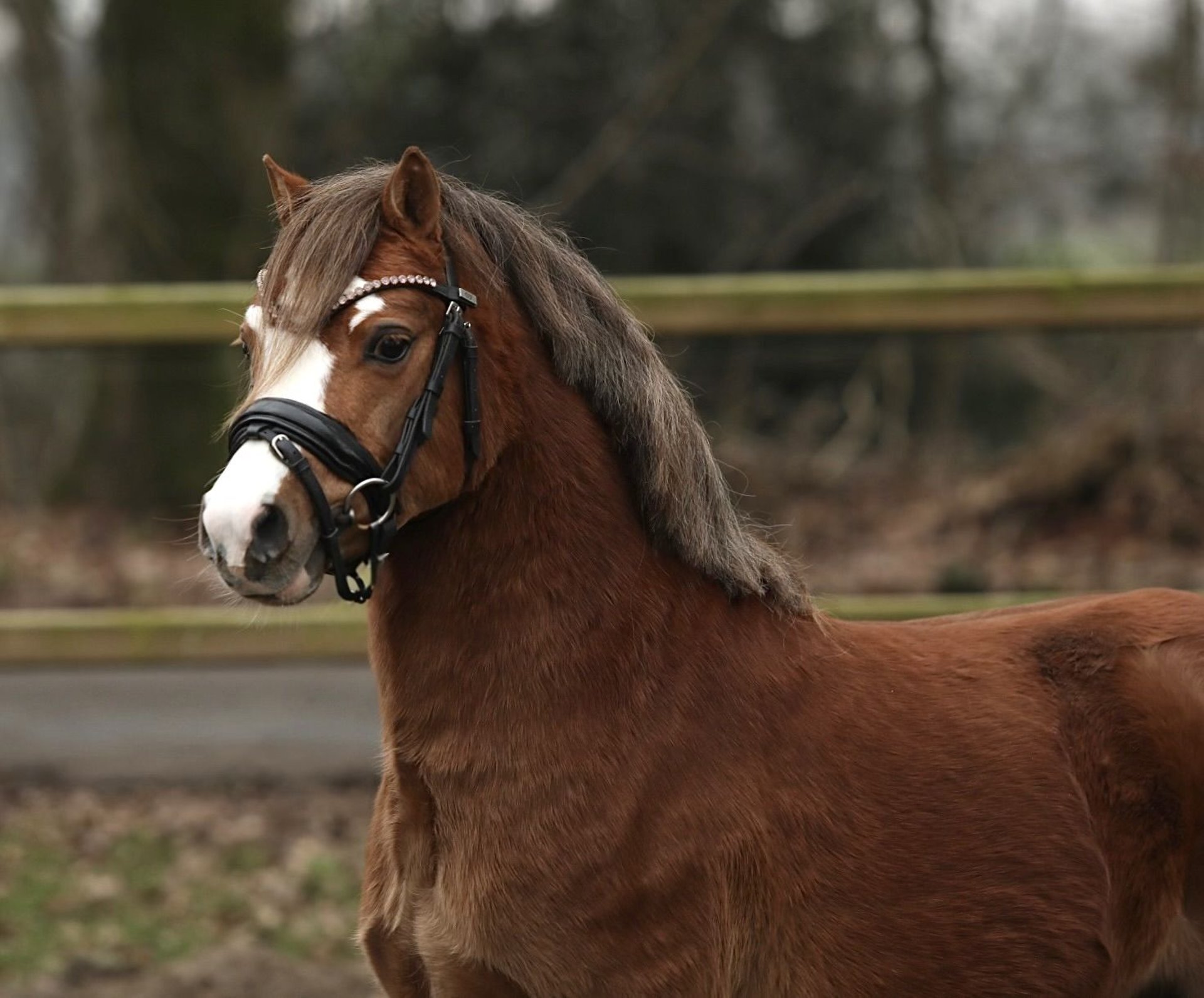 Welsh-A Wallach 3 Jahre 117 cm Dunkelfuchs in Aalten