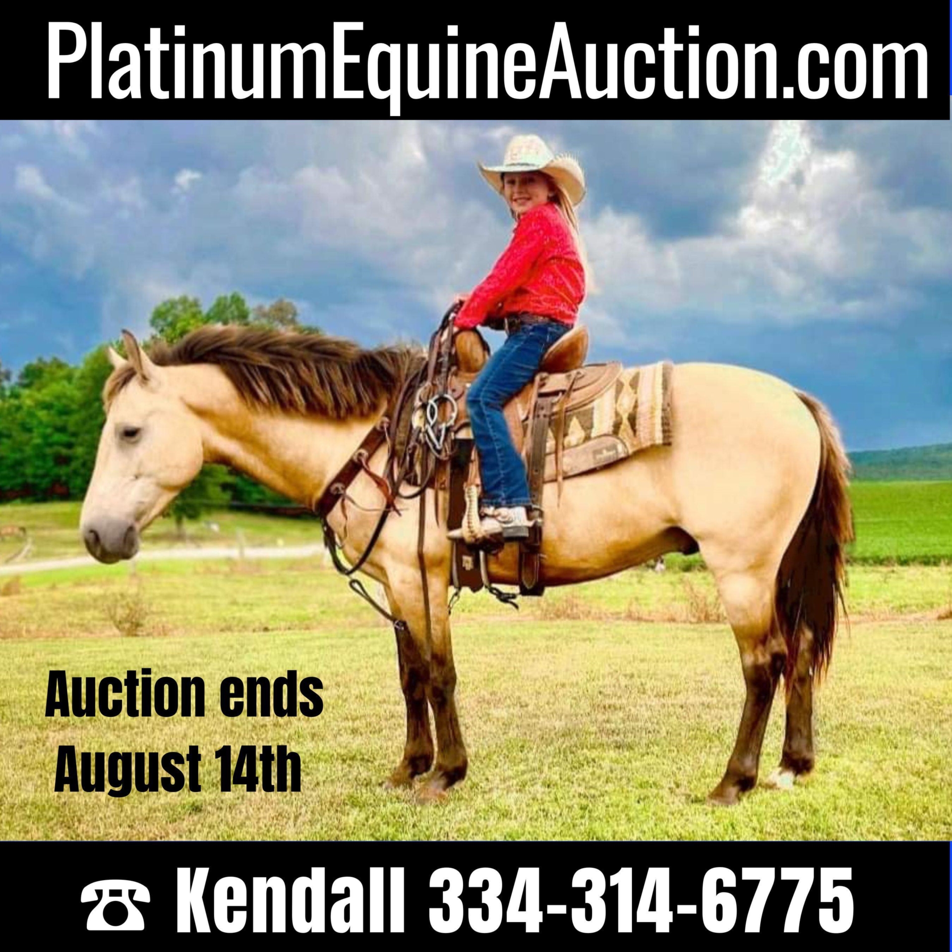 American Quarter Horse Gelding 10 years 13 hh Buckskin in Huntland Tn