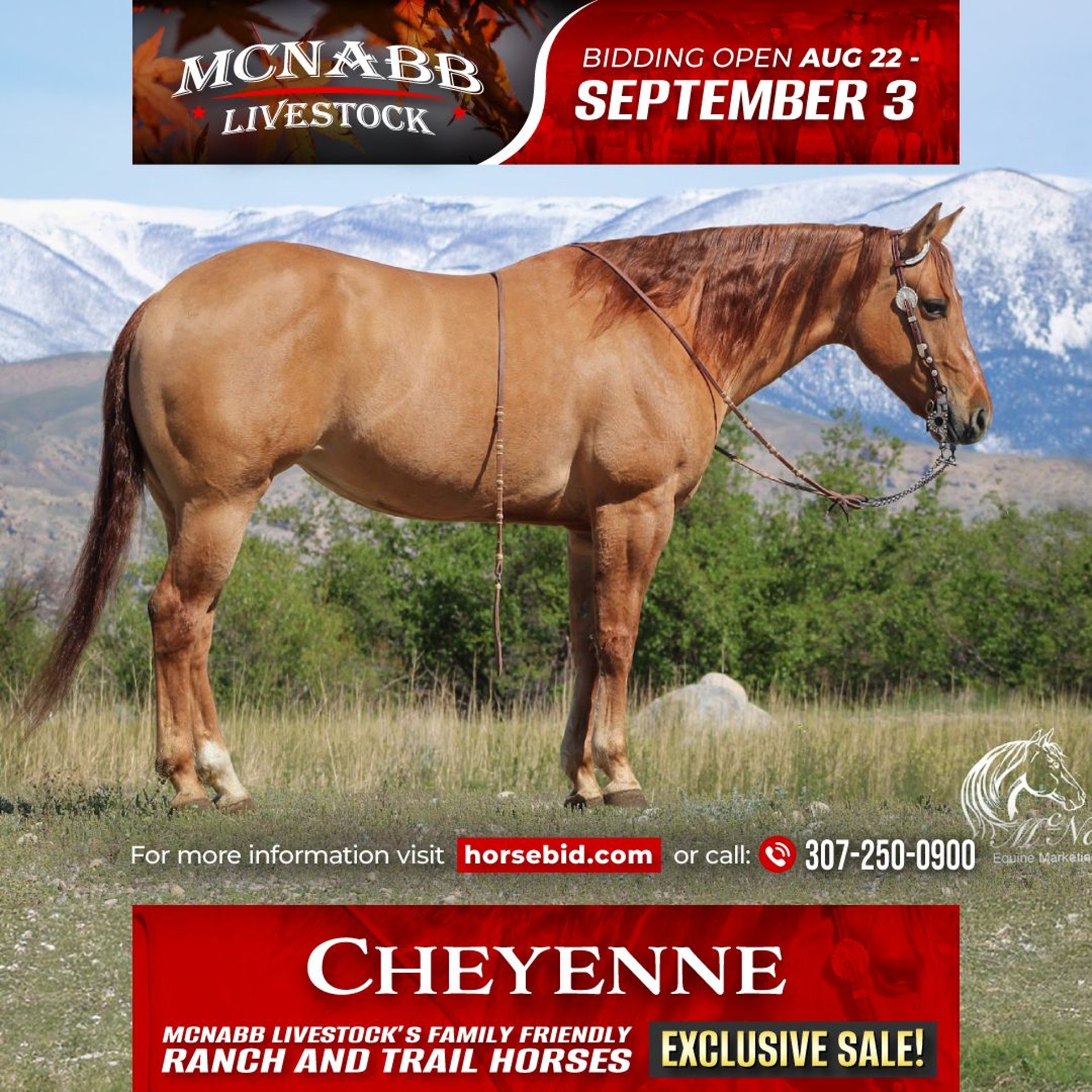 American Quarter Horse Mare 6 years 15 hh Red Dun in Cody