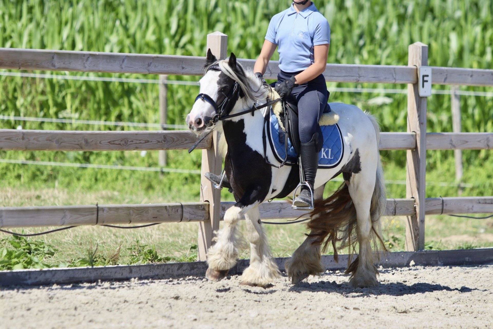Tinker Merrie 4 Jaar 117 cm Gevlekt-paard in Bogaarden