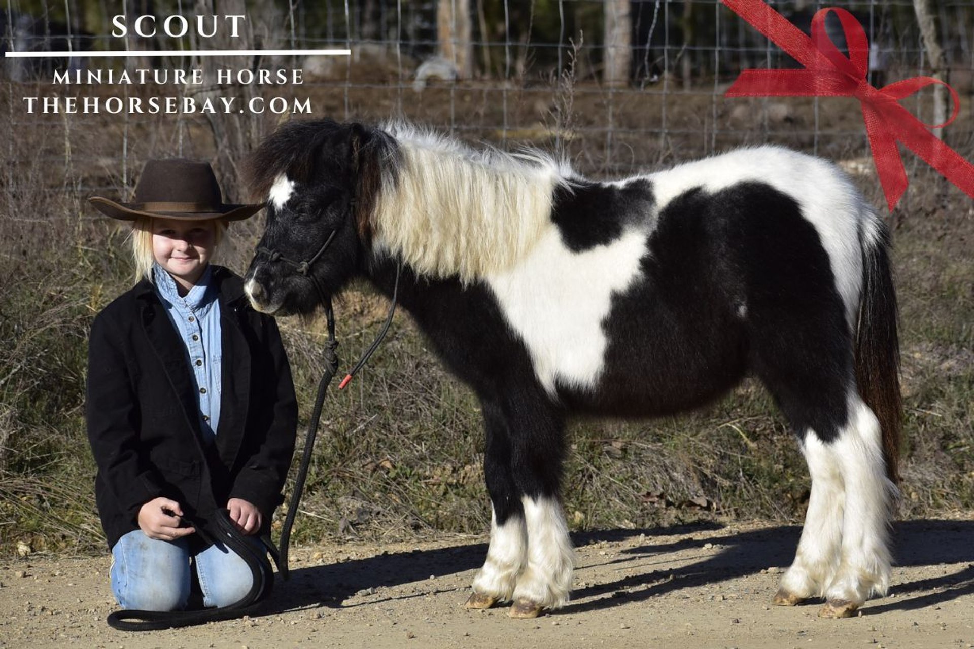 Pony of the Americas Stallion 8 hh Tobiano-all-colors in Antlers, OK