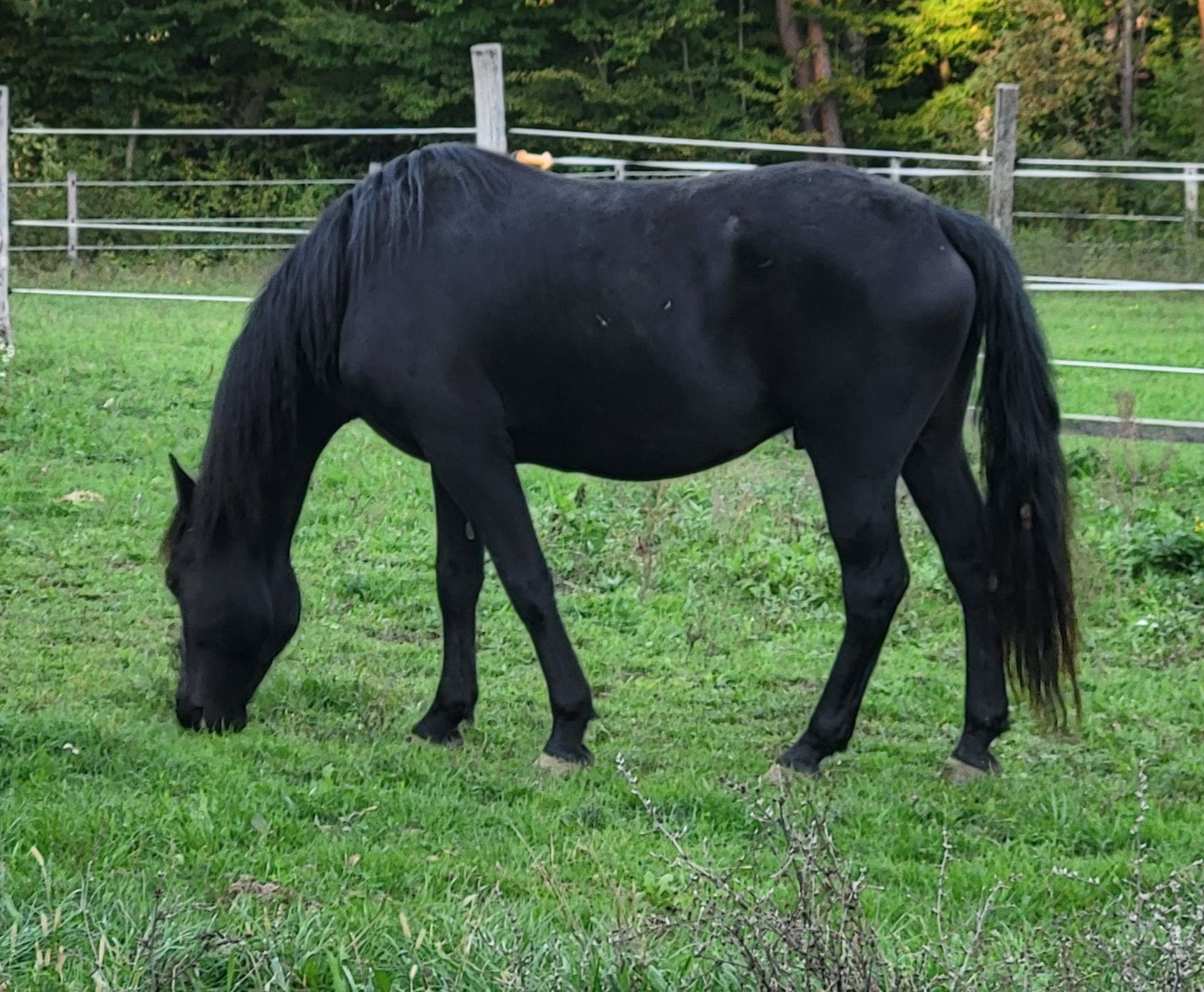 Friesian horses Mix Gelding 6 years 15,2 hh Black in Heiligenkreuz im ...