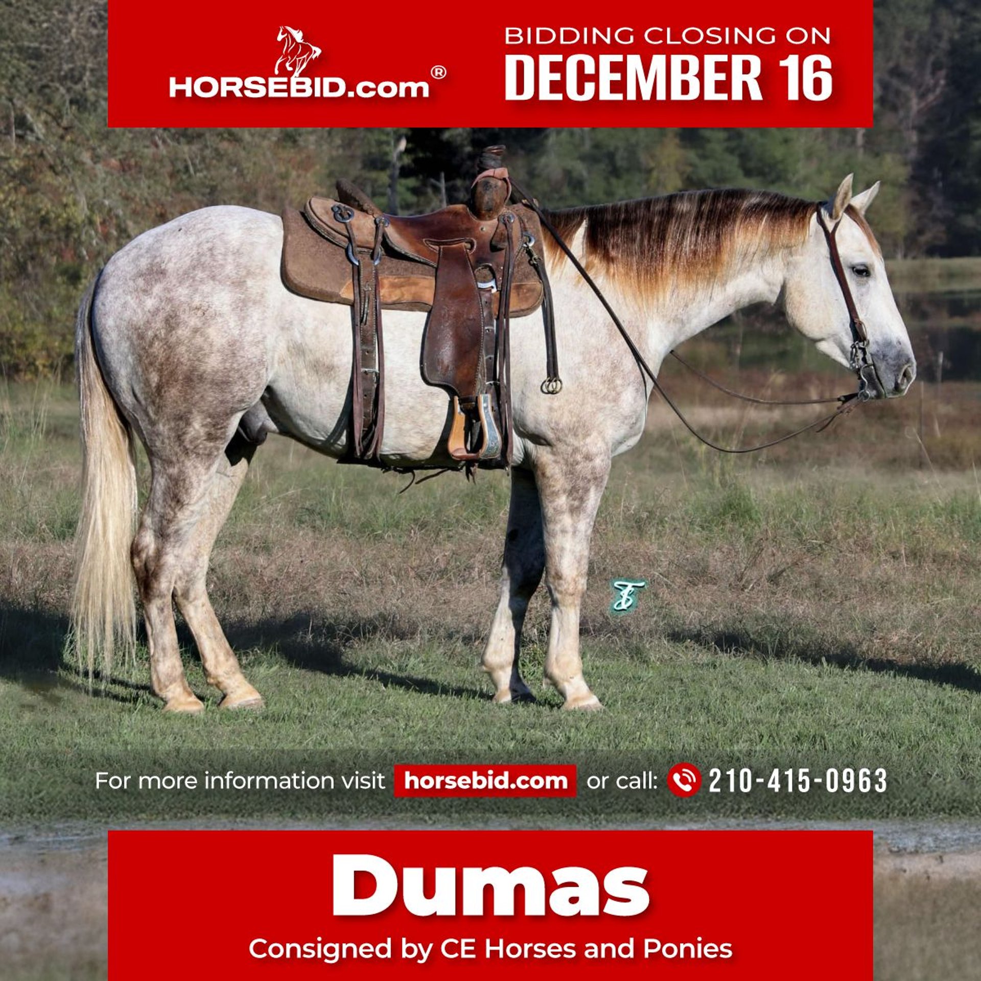 American Quarter Horse Wallach 5 Jahre 147 cm Schimmel in Carthage