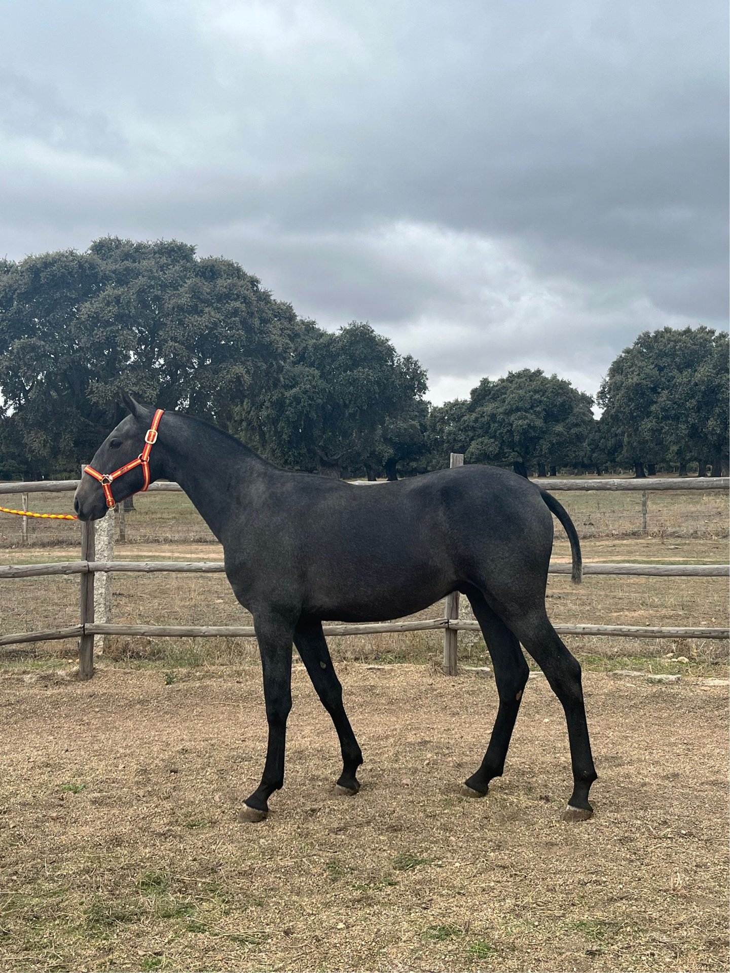 PRE Stallion 2 years 15 hh Gray in La Fuente De San Esteban