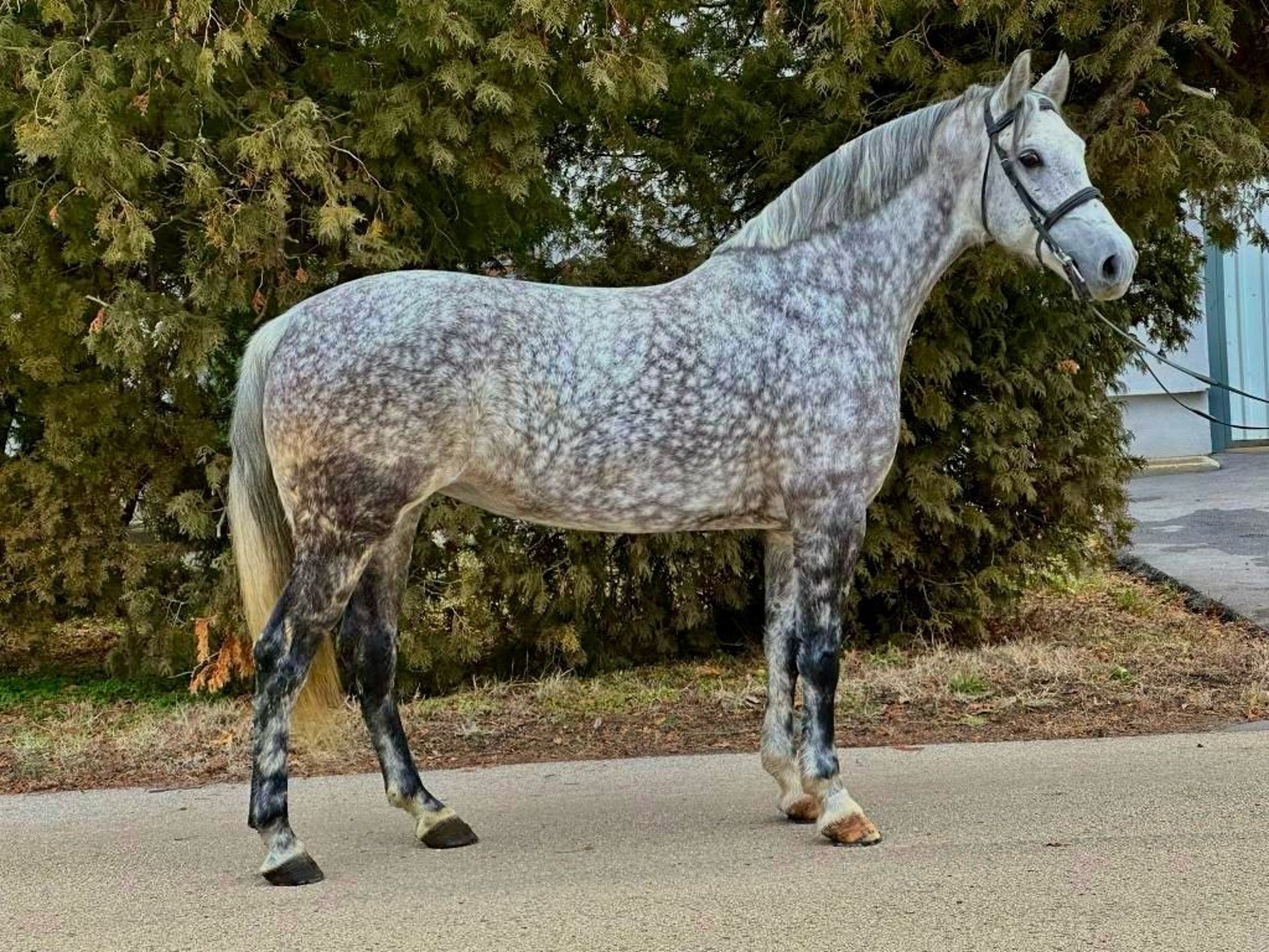 Plus de poneys/petits chevaux Jument 7 Ans 150 cm Gris pommelé in ...