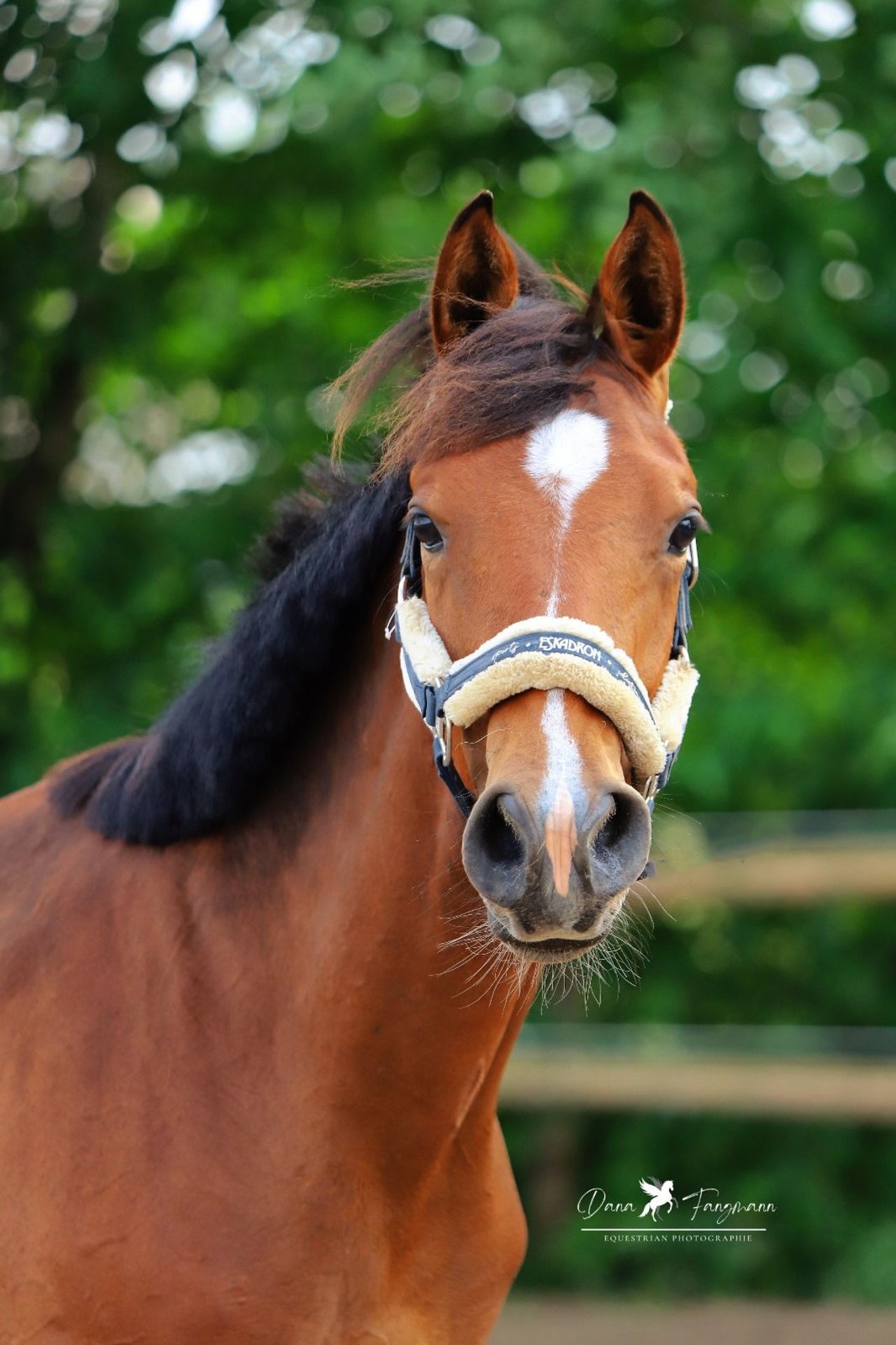 Westphalian Stallion 1 year 16,1 hh Brown in Neuenkirchen-Vörden