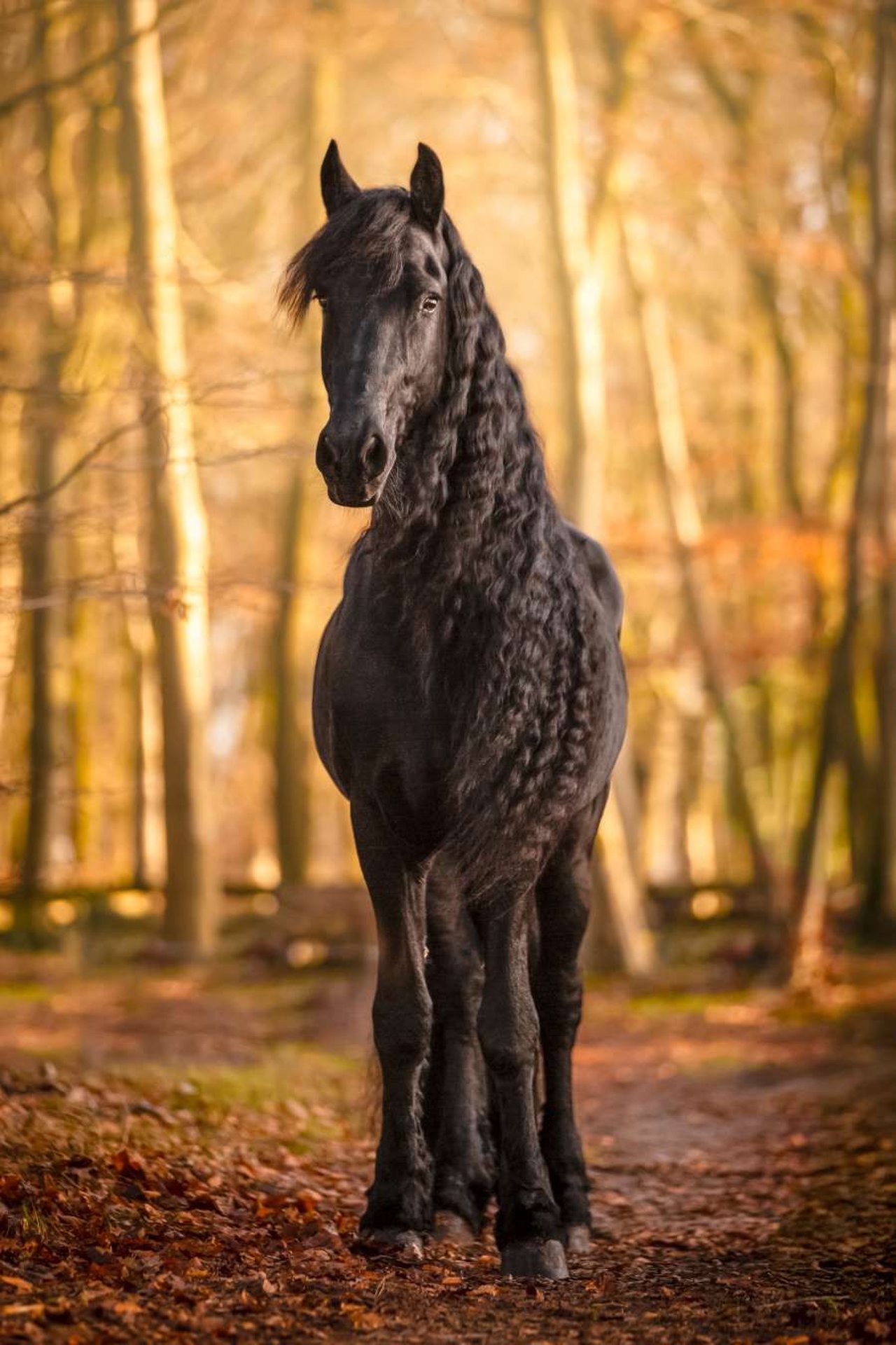 Fries paard Hengst Zwart in Haaksbergen