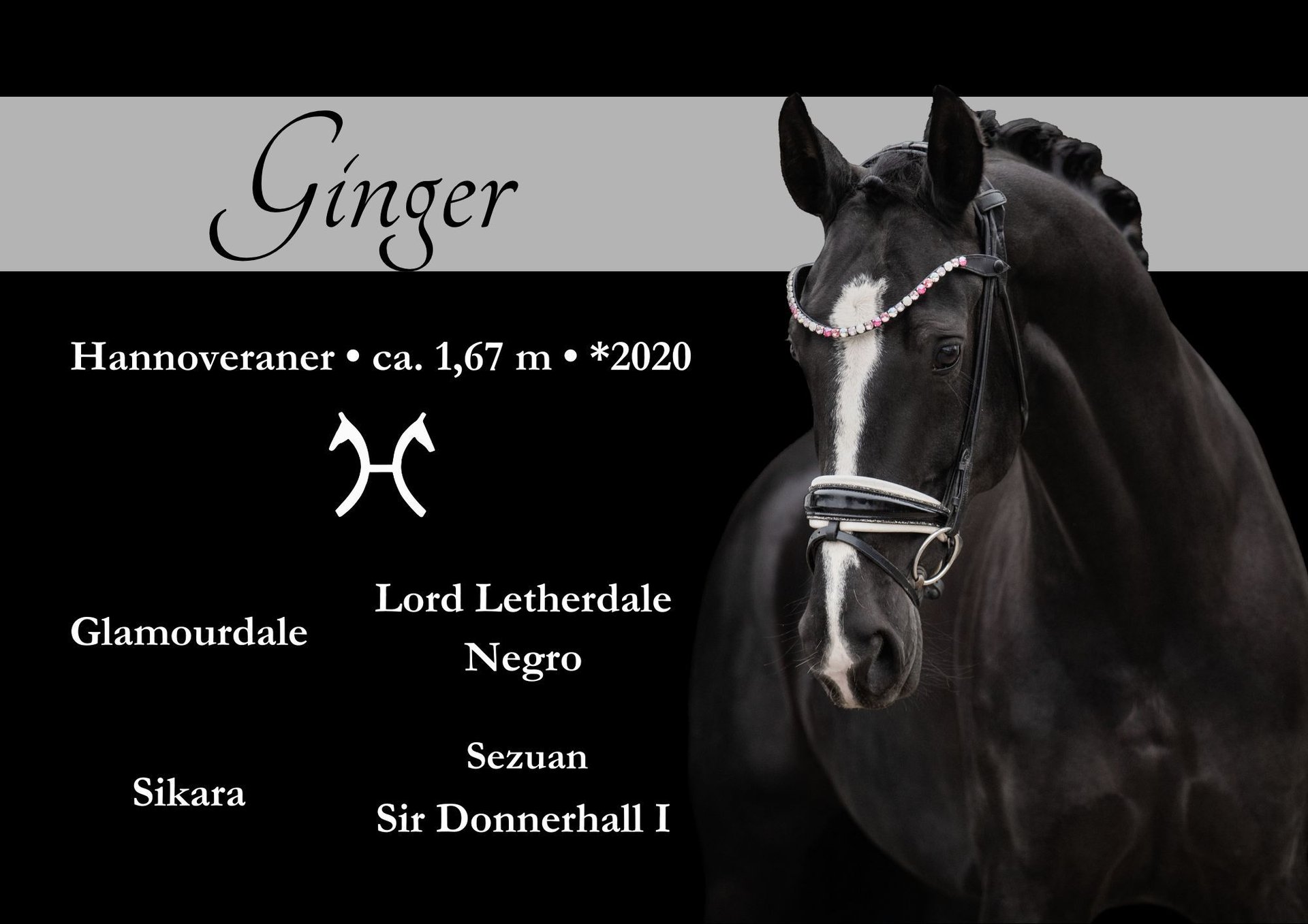 Hannoveraner Stute 5 Jahre 167 cm Rappe in Wehringen