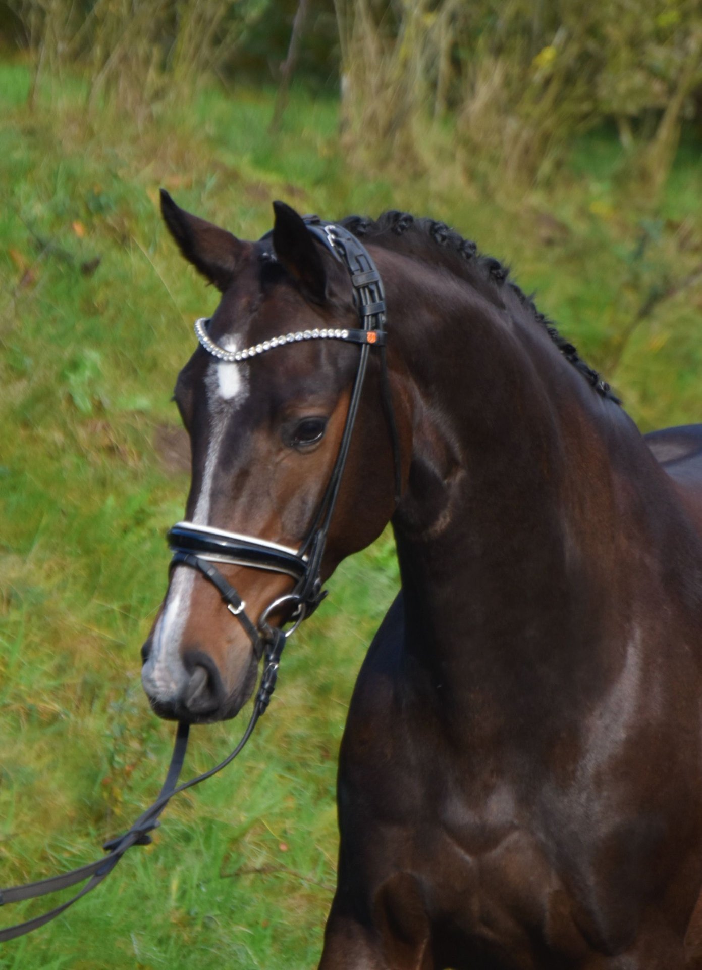 Oldenburg Gelding 4 years 17 hh Bay-Dark in Fürstenau