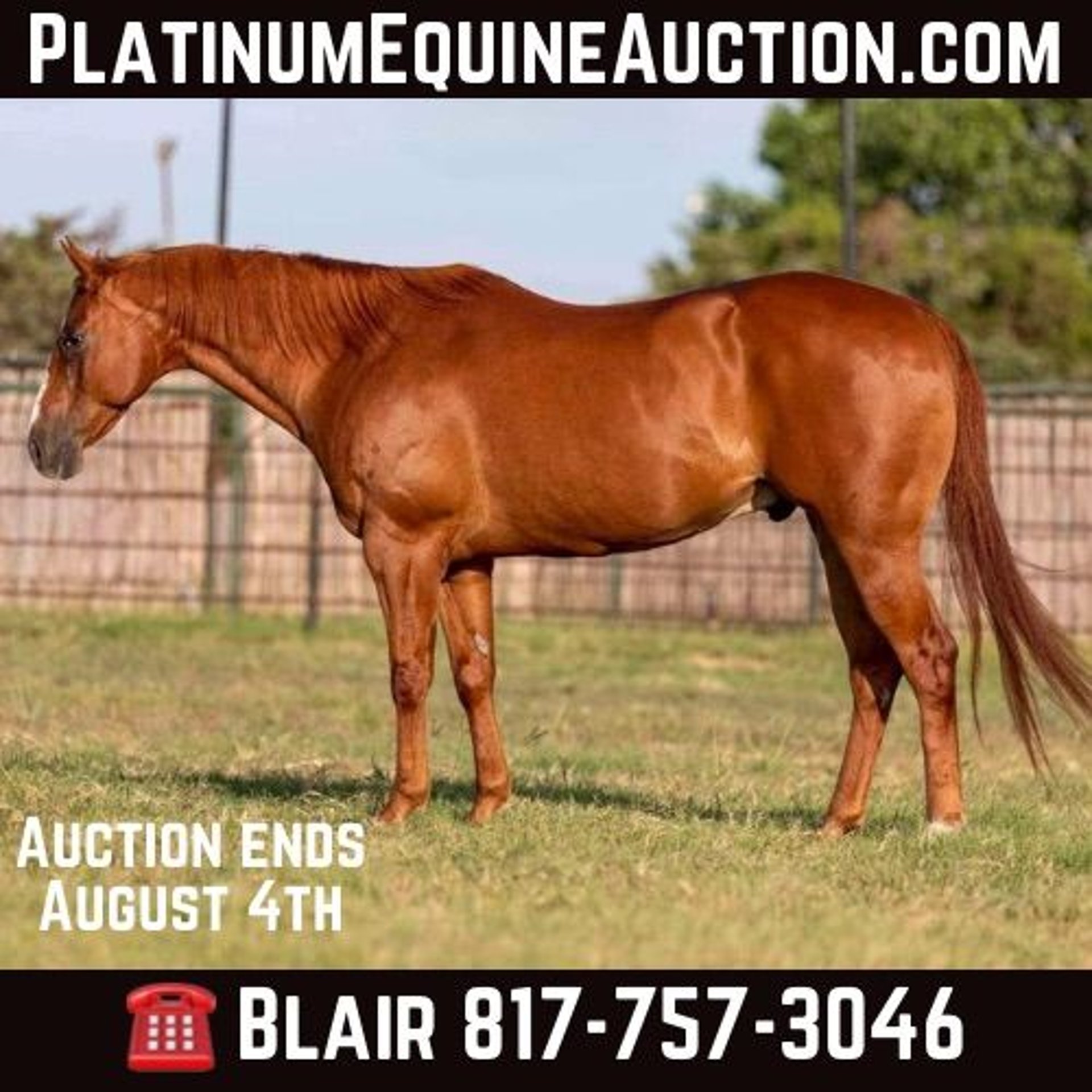 American Quarter Horse Gelding 12 years 15 hh Sorrel in Weatherford TX