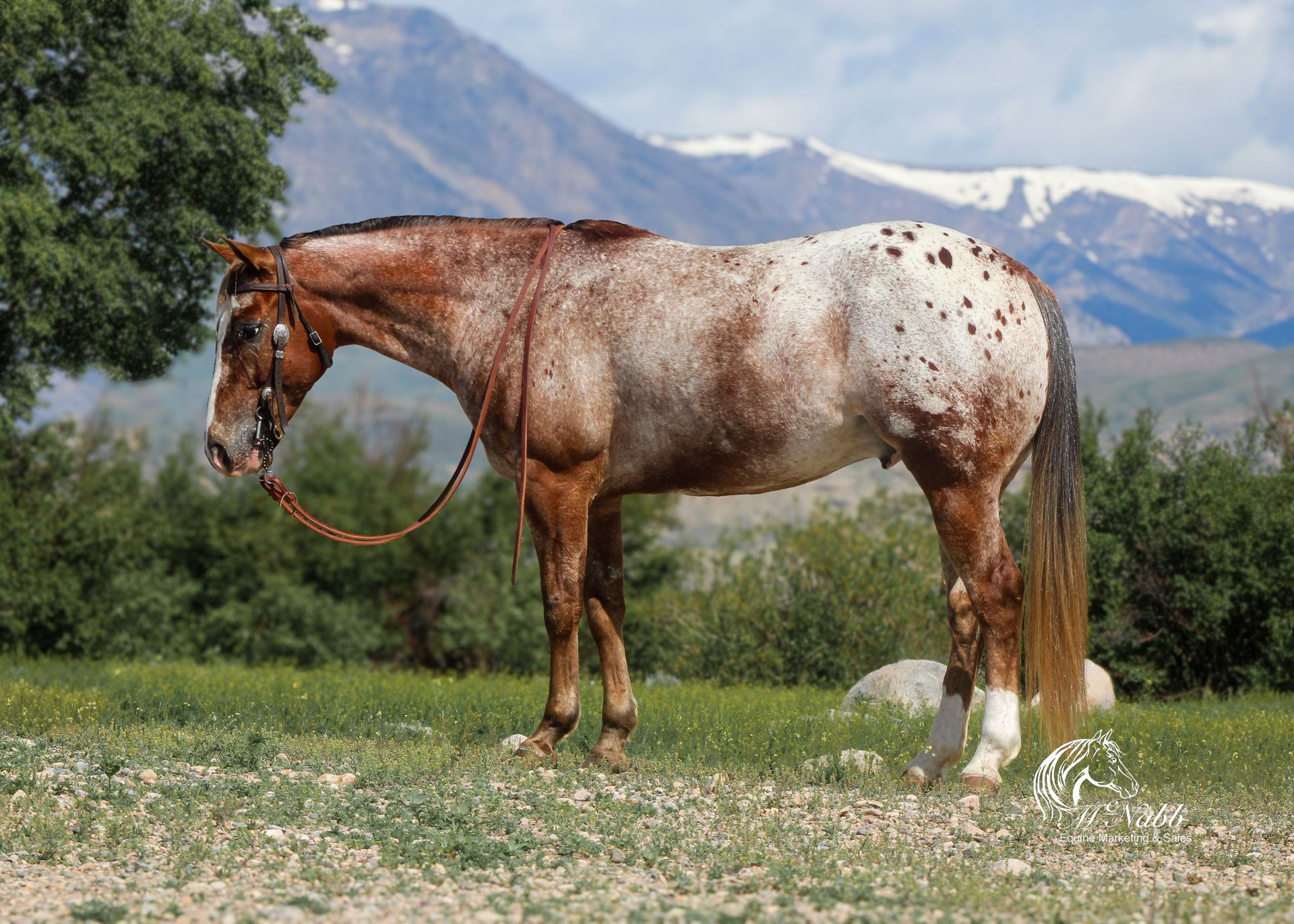 Appaloosa Wallach 5 Jahre Dunkelfuchs in Cody