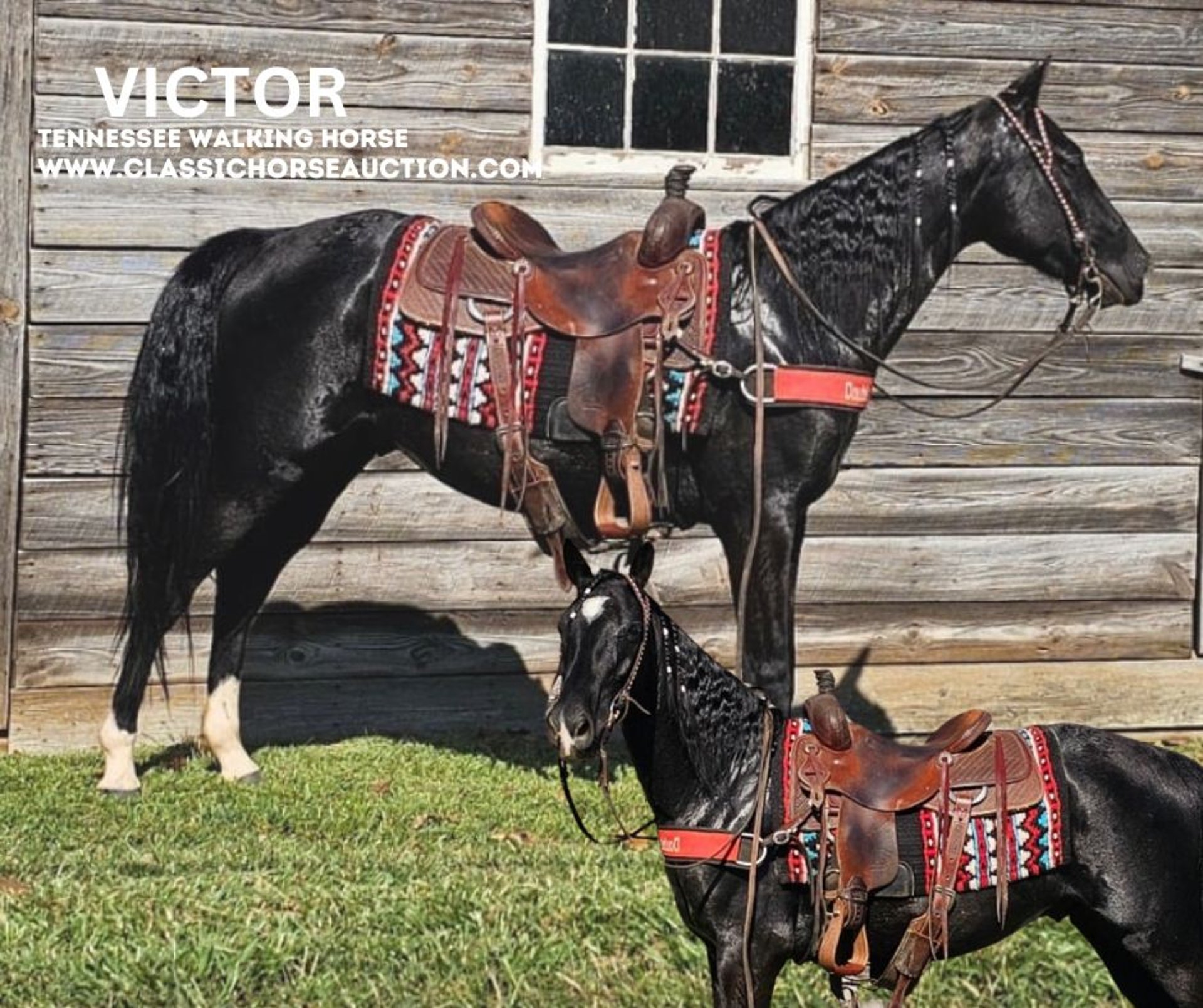 Tennessee Walking Horse Wallach 4 Jahre 152 cm Rappe in Gillsville, GA