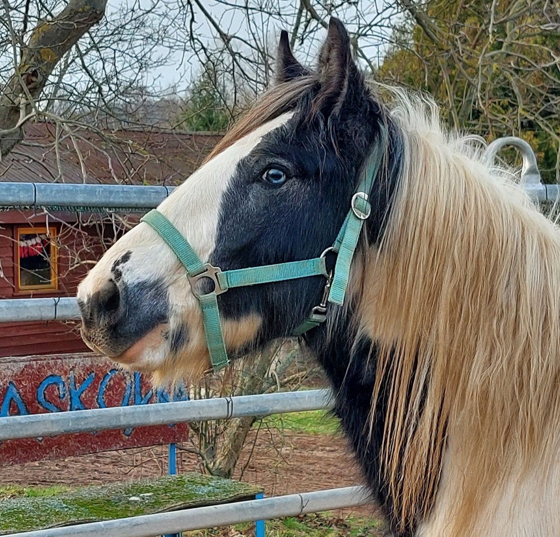Gypsy Horse Stallion 3 years 14,2 hh Pinto in Wlen