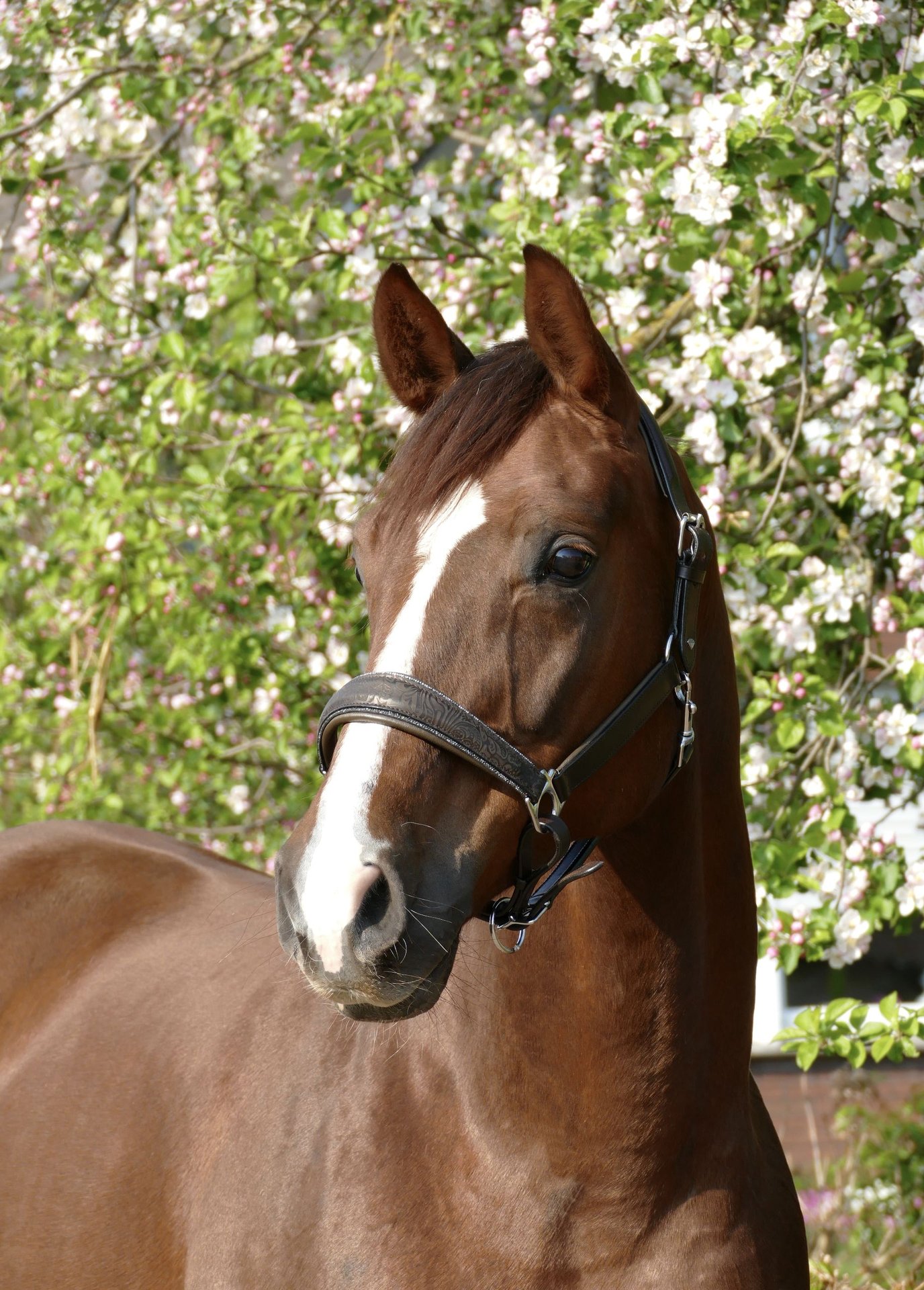 Oldenburg Mare 11 years 16,2 hh Chestnut in GehrdeGehrde