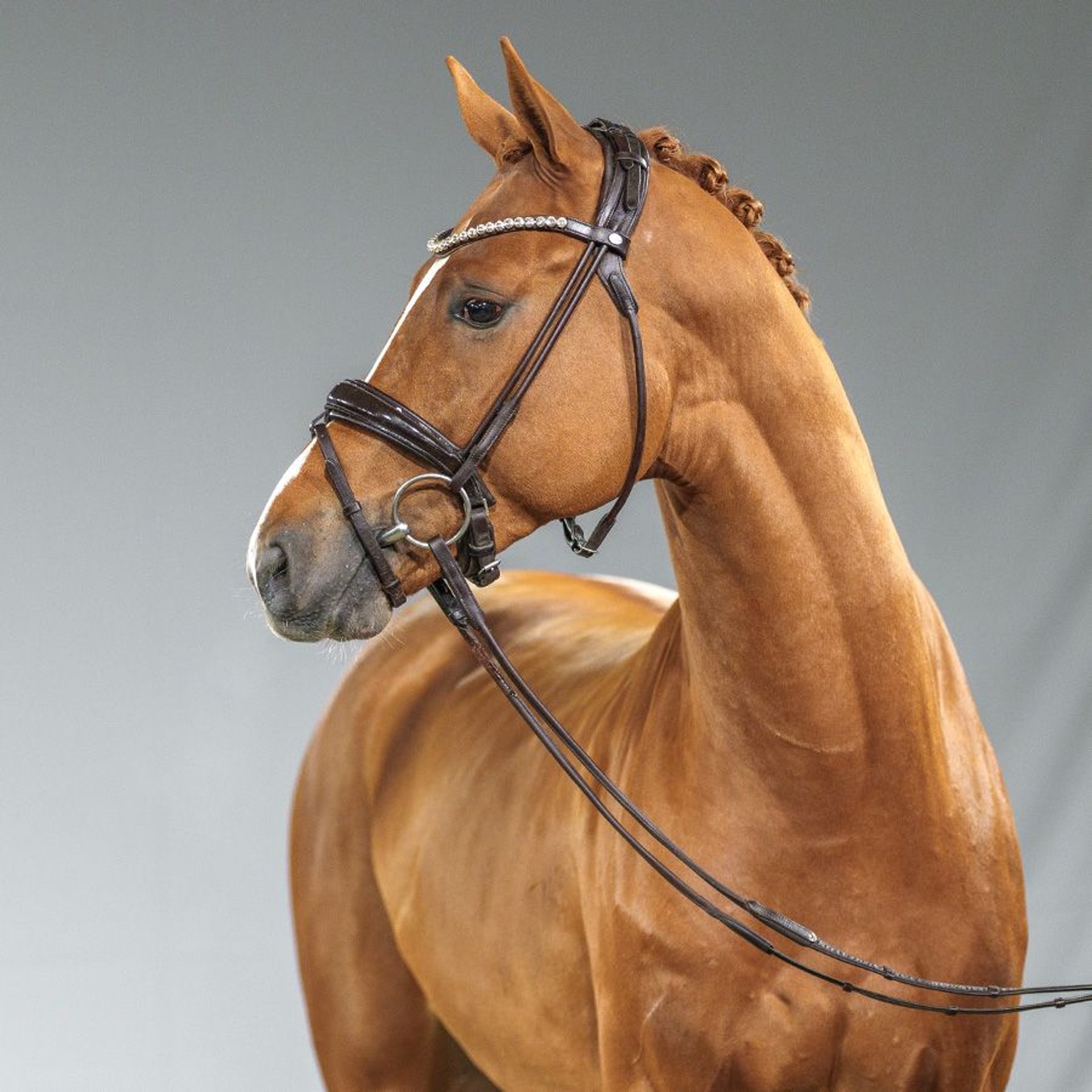 Belgian Warmblood Stallion 2 years Chestnut-Red in Münster-Handorf