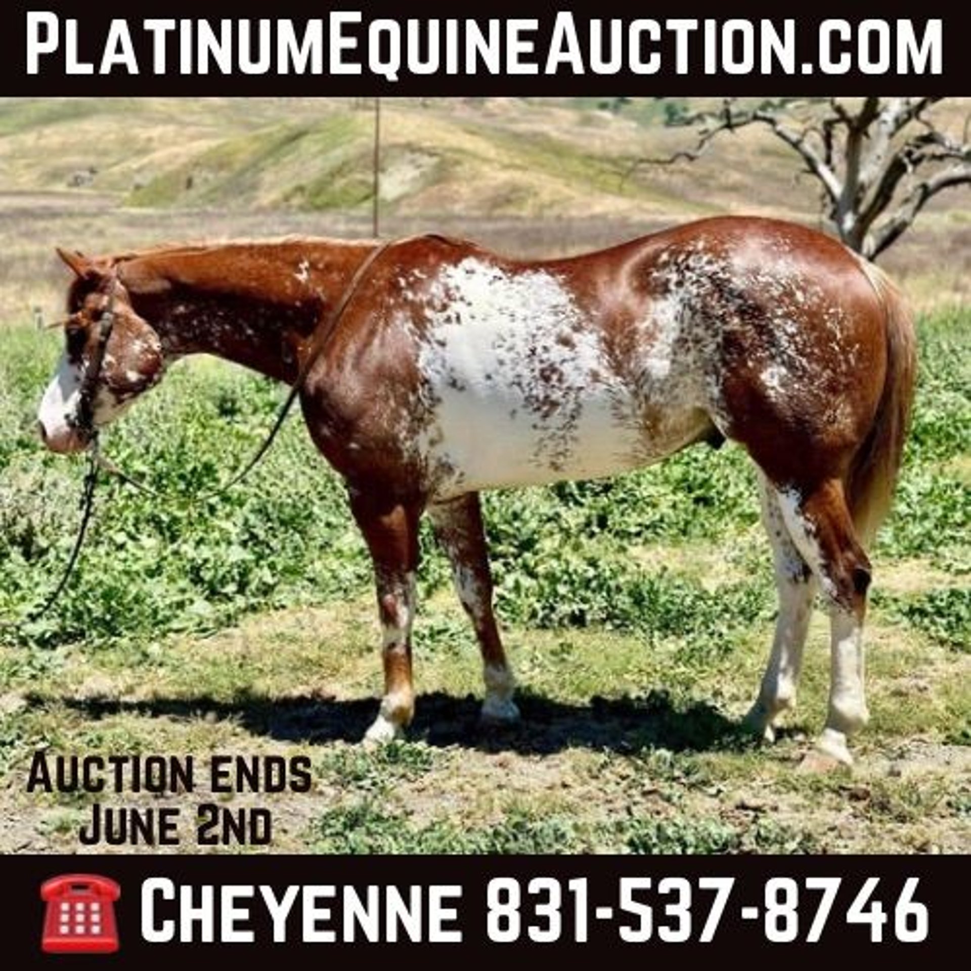 Paint Horse Gelding 10 years 15 hh Chestnut in Bitterwater CA