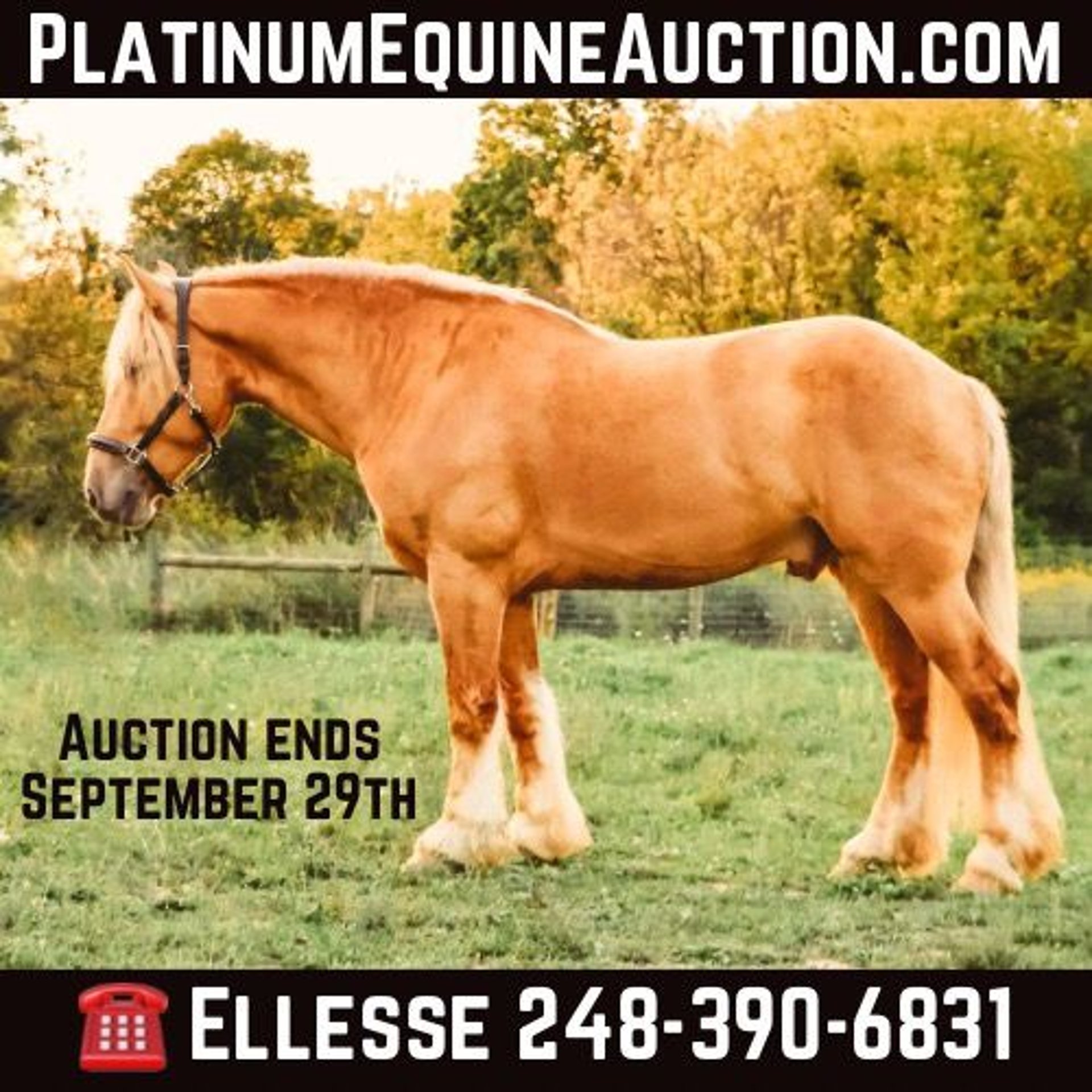 Tinker Wallach 6 Jahre 168 cm Palomino in Howell, MI
