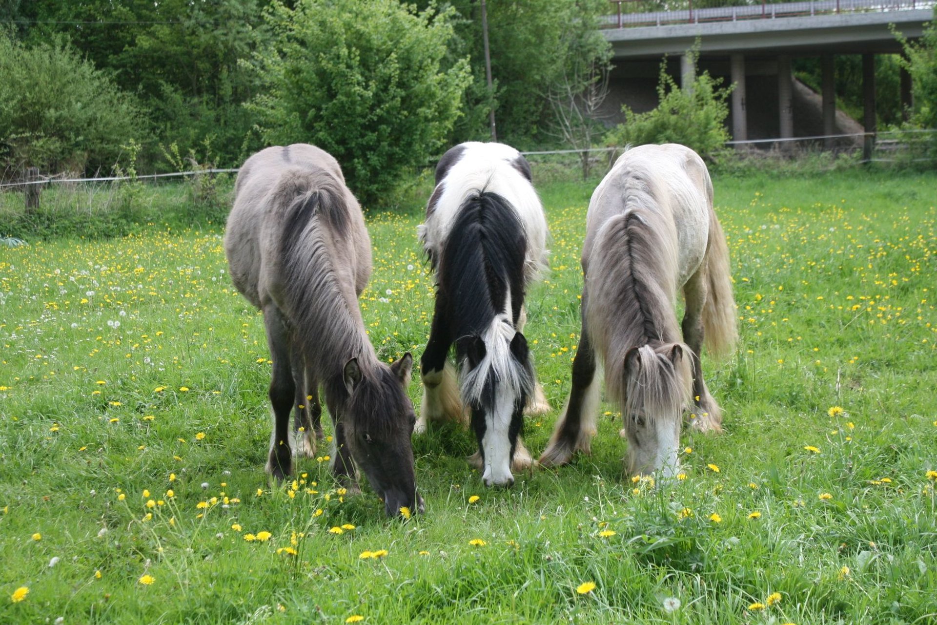 Gypsy Horse Stallion in Calden