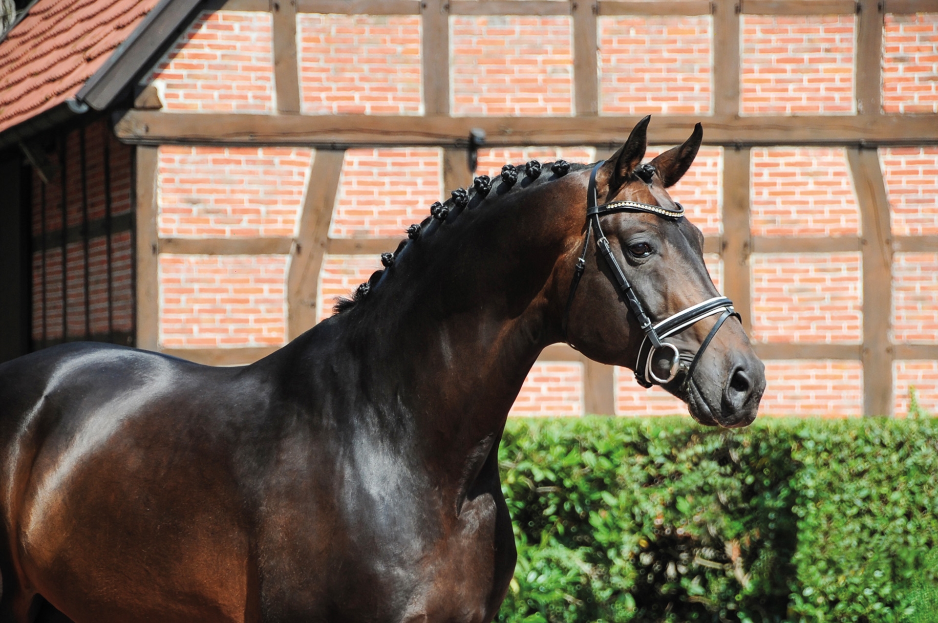 FÜRST ROMANCIER Oldenburg Stallion Bay-Dark in Steinfeld (Oldenburg)