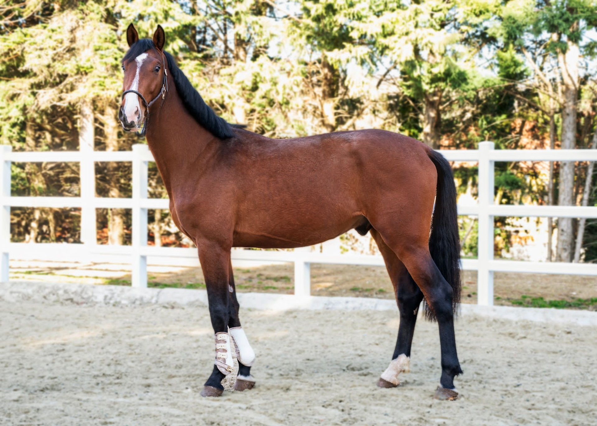 Oldenburger Springpferd Wallach 4 Jahre 172 cm Brauner in Karnabrunn