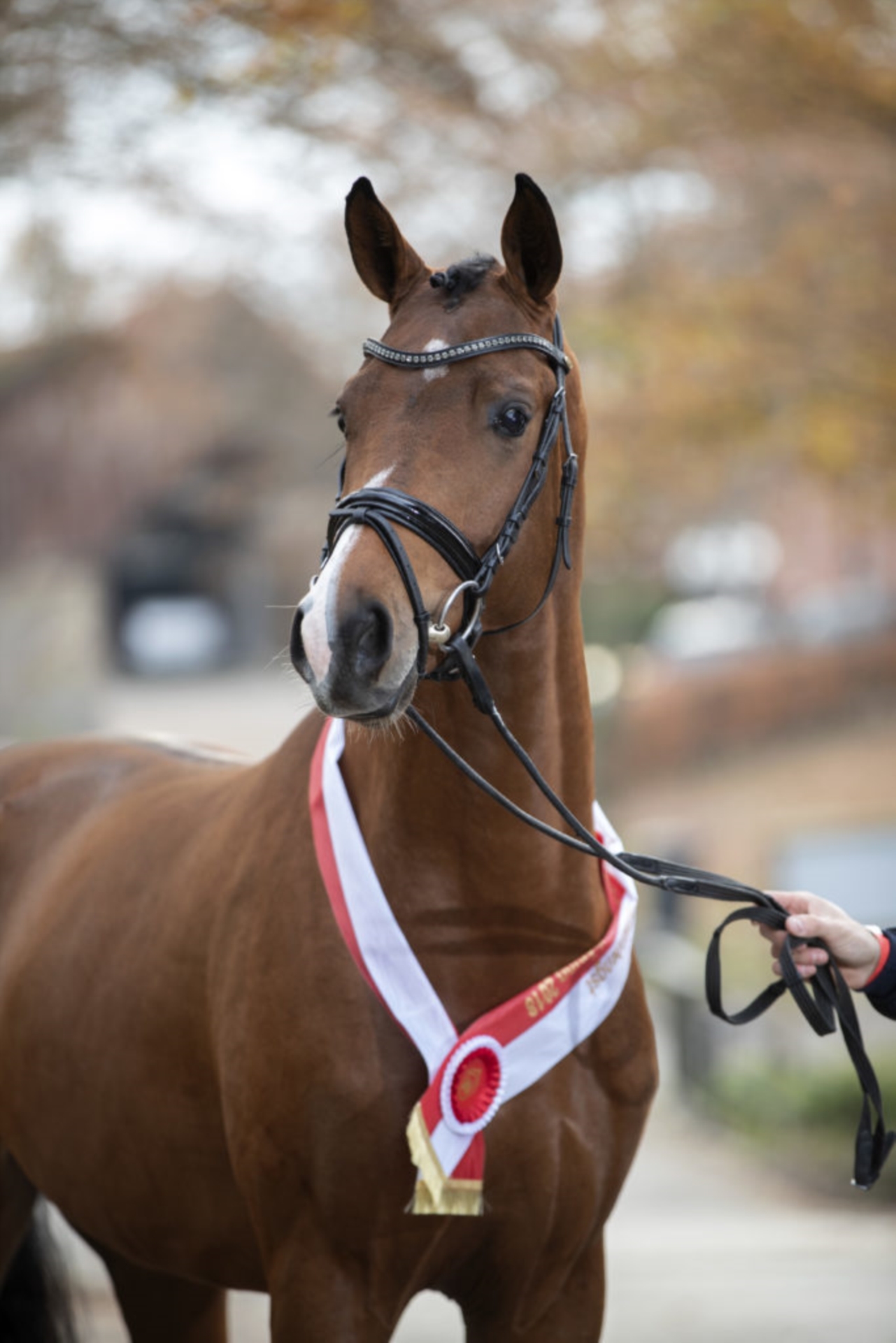 FRANZ JOSEPH JUNIOR Westphalian Stallion Brown in Münster