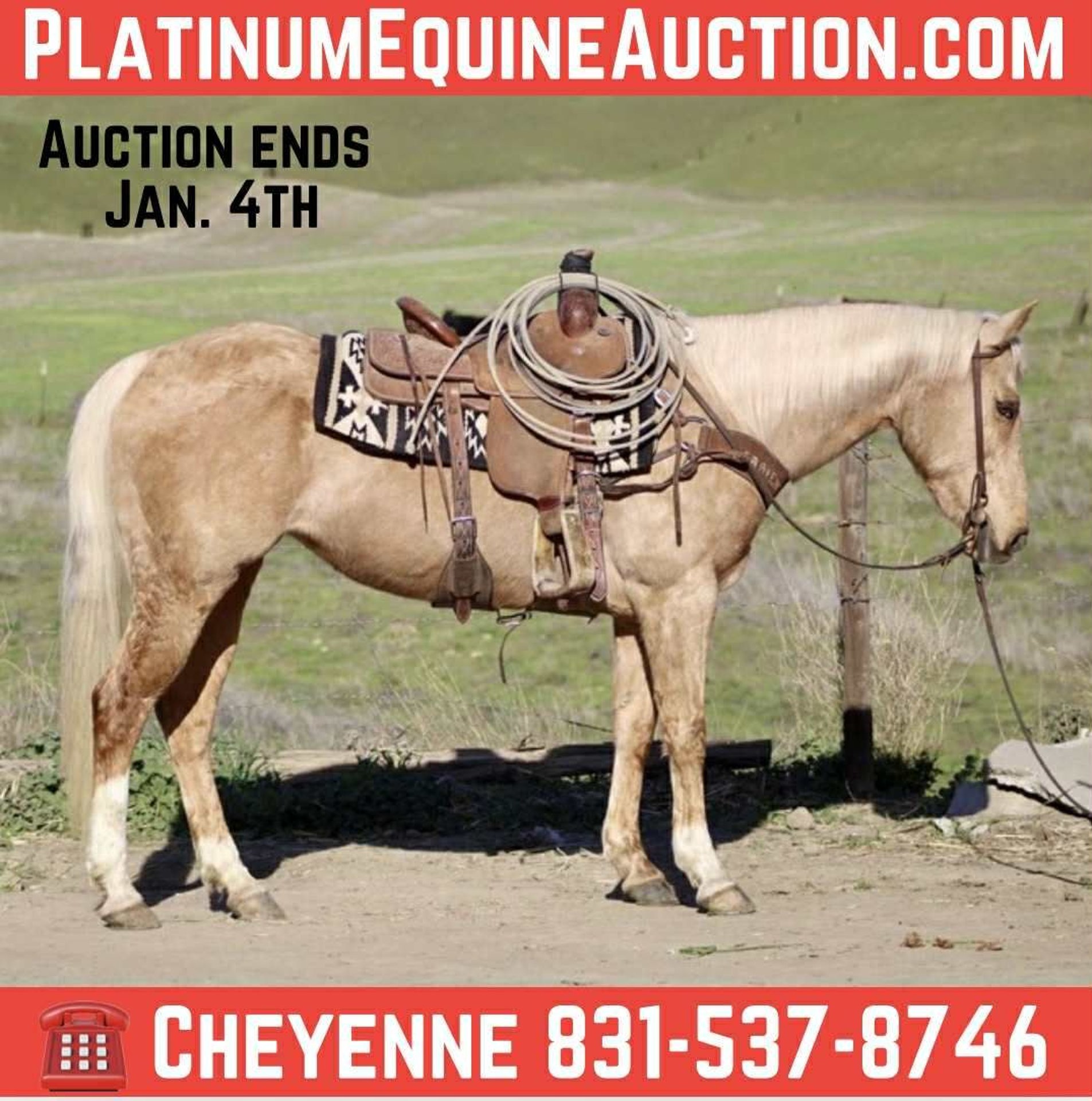 American Quarter Horse Mare 11 years Palomino in Bitterwater, Ca