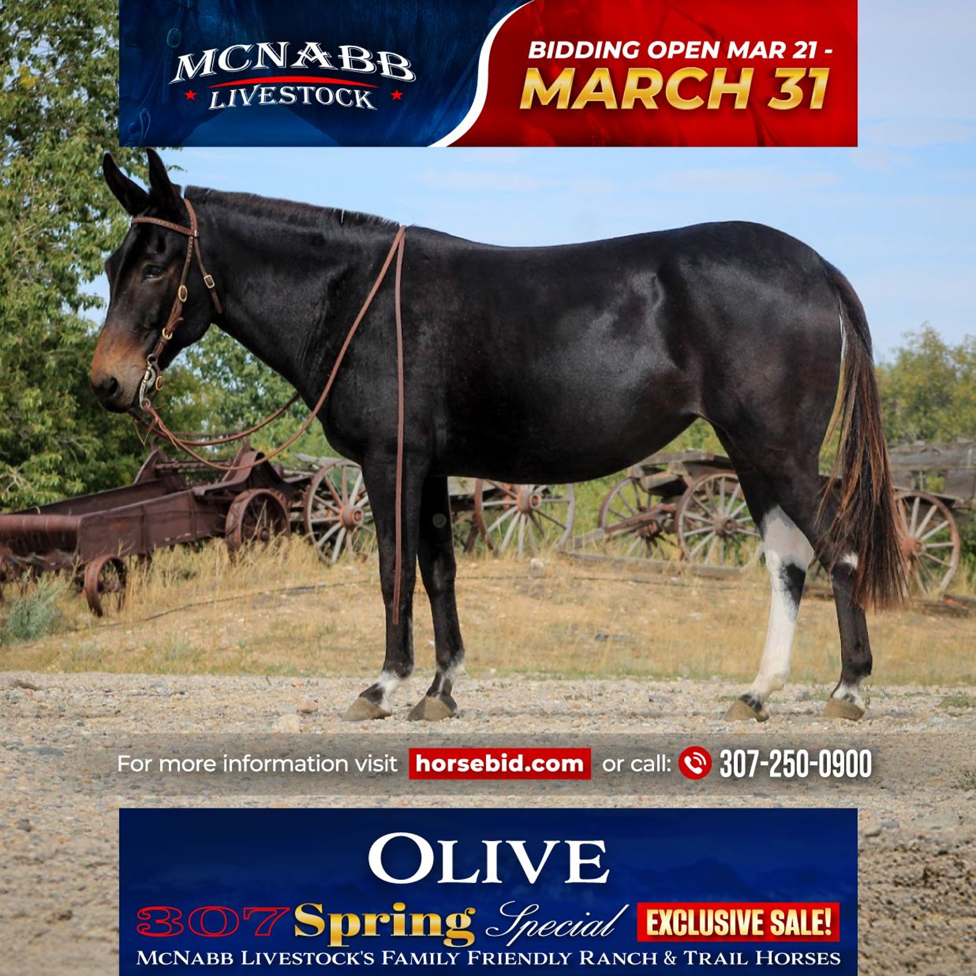 Mule Mare 9 years 13,2 hh Black in Cody, WY