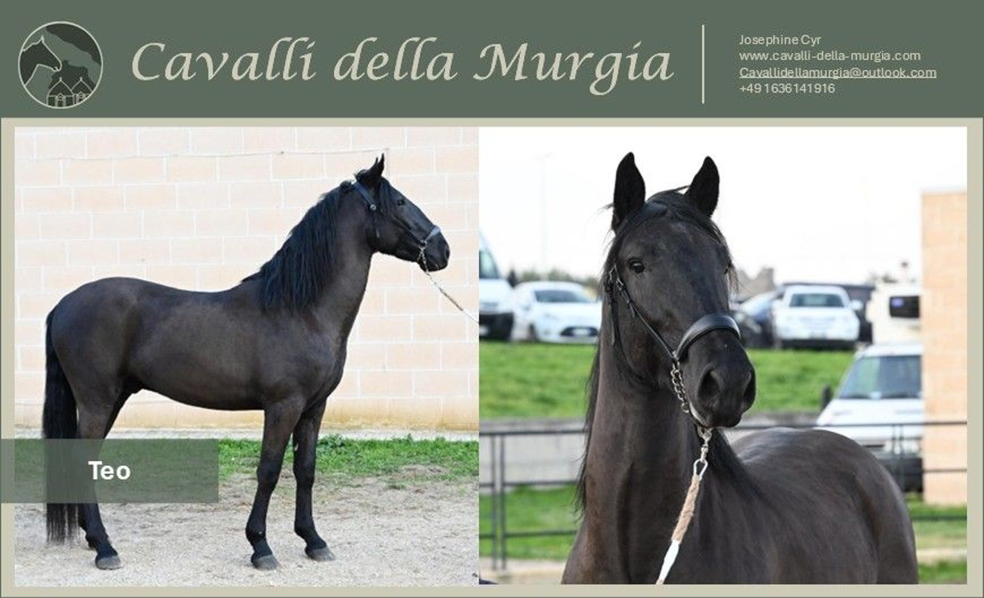 Murgese Stallion 3 years 15,2 hh Black in Martina Franca
