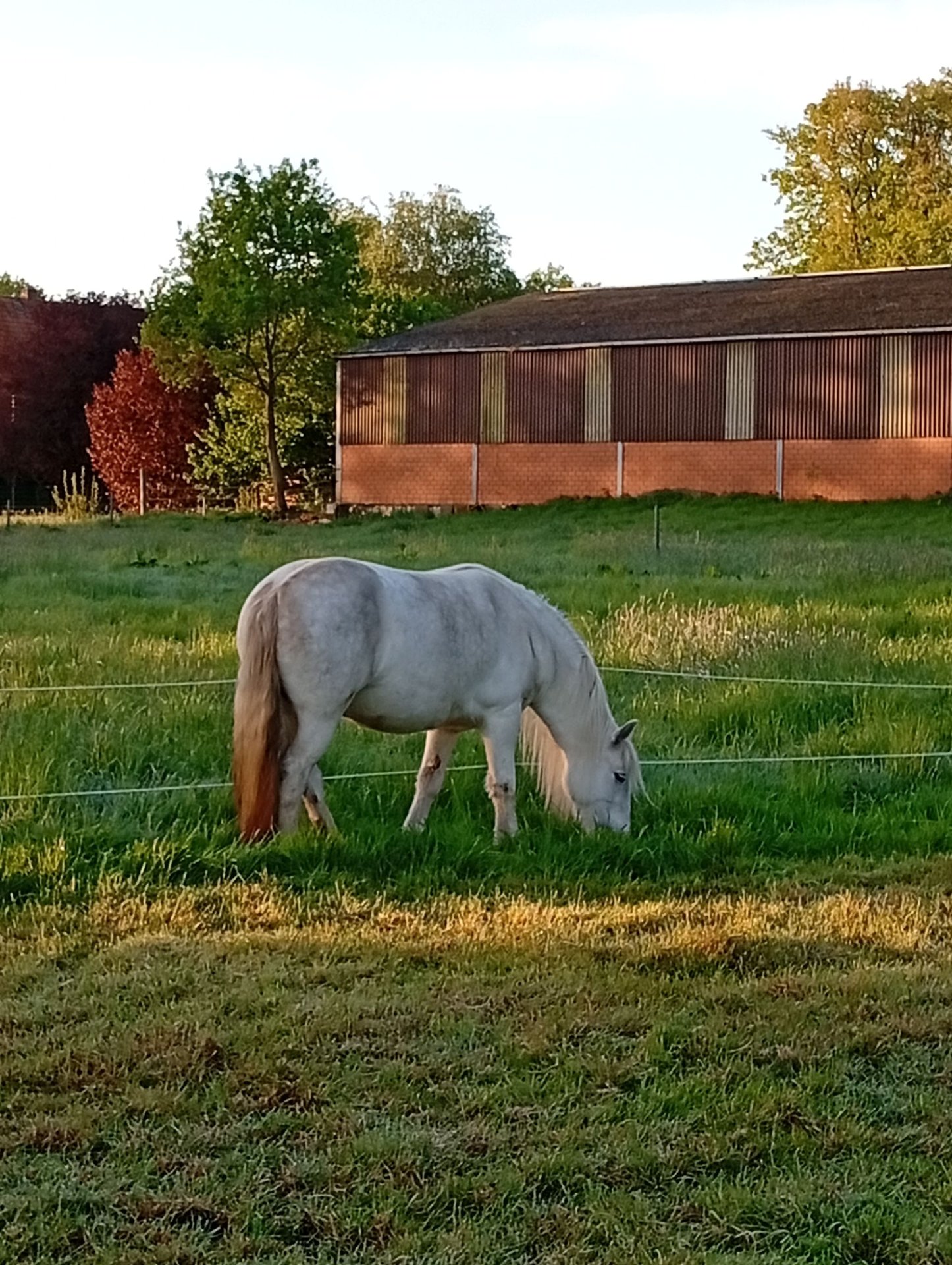 Gypsy Horse Mare 7 years 13,1 hh Gray-Fleabitten in Varrel