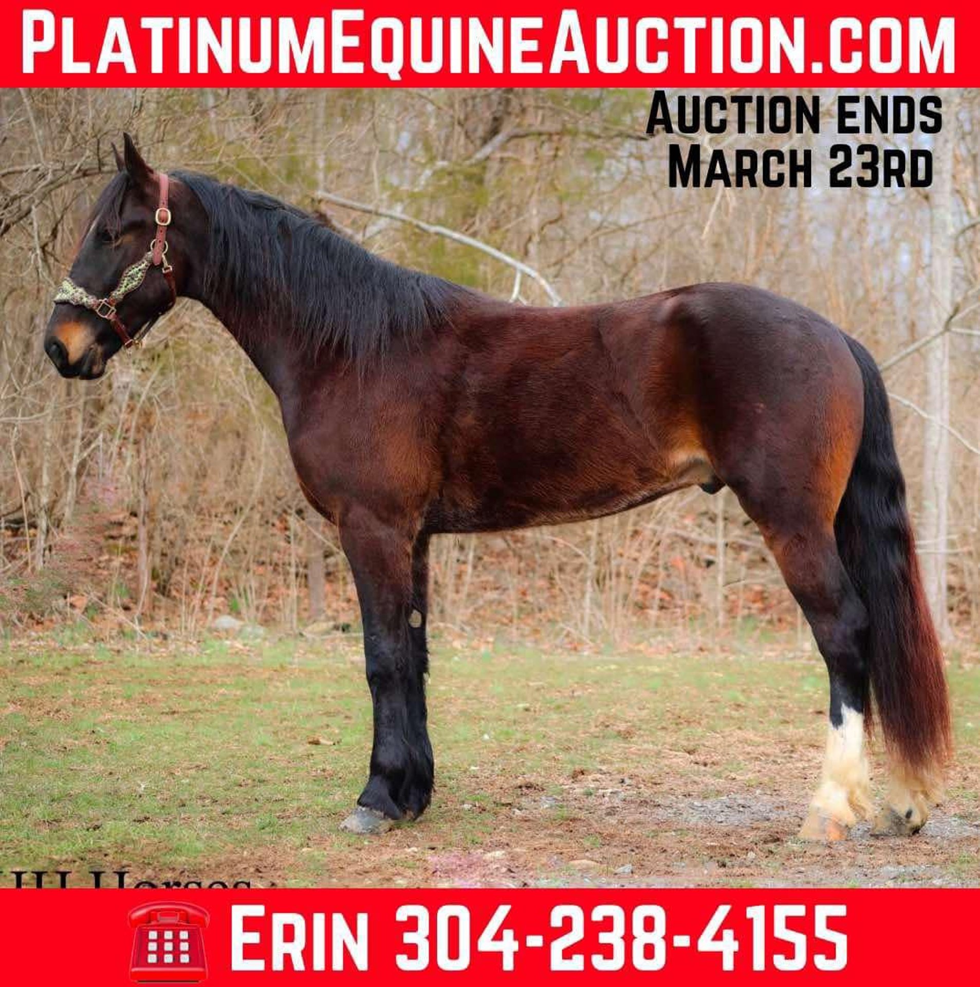 Friesian horses Gelding 5 years 16 hh Bay in Flemingsburg Ky