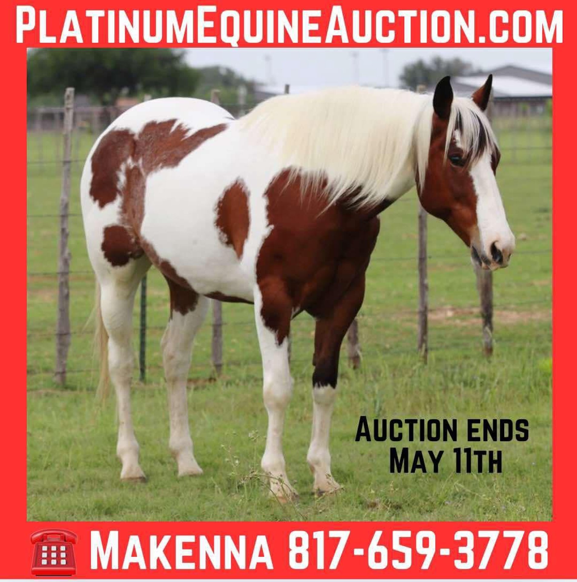 American Quarter Horse Gelding 8 years 15,1 hh Tobiano-all-colors in ...