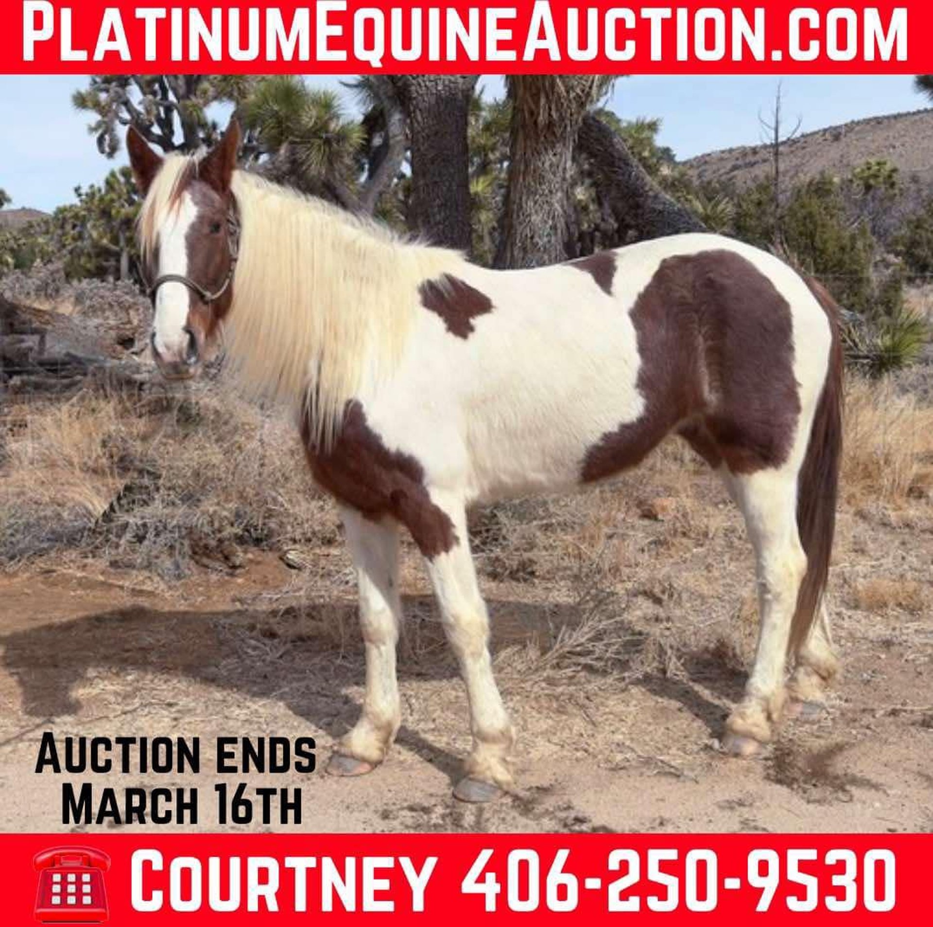 Spotted Saddle Horse Stute 9 Jahre 163 cm Tobiano-alle-Farben in Pioneertown CA