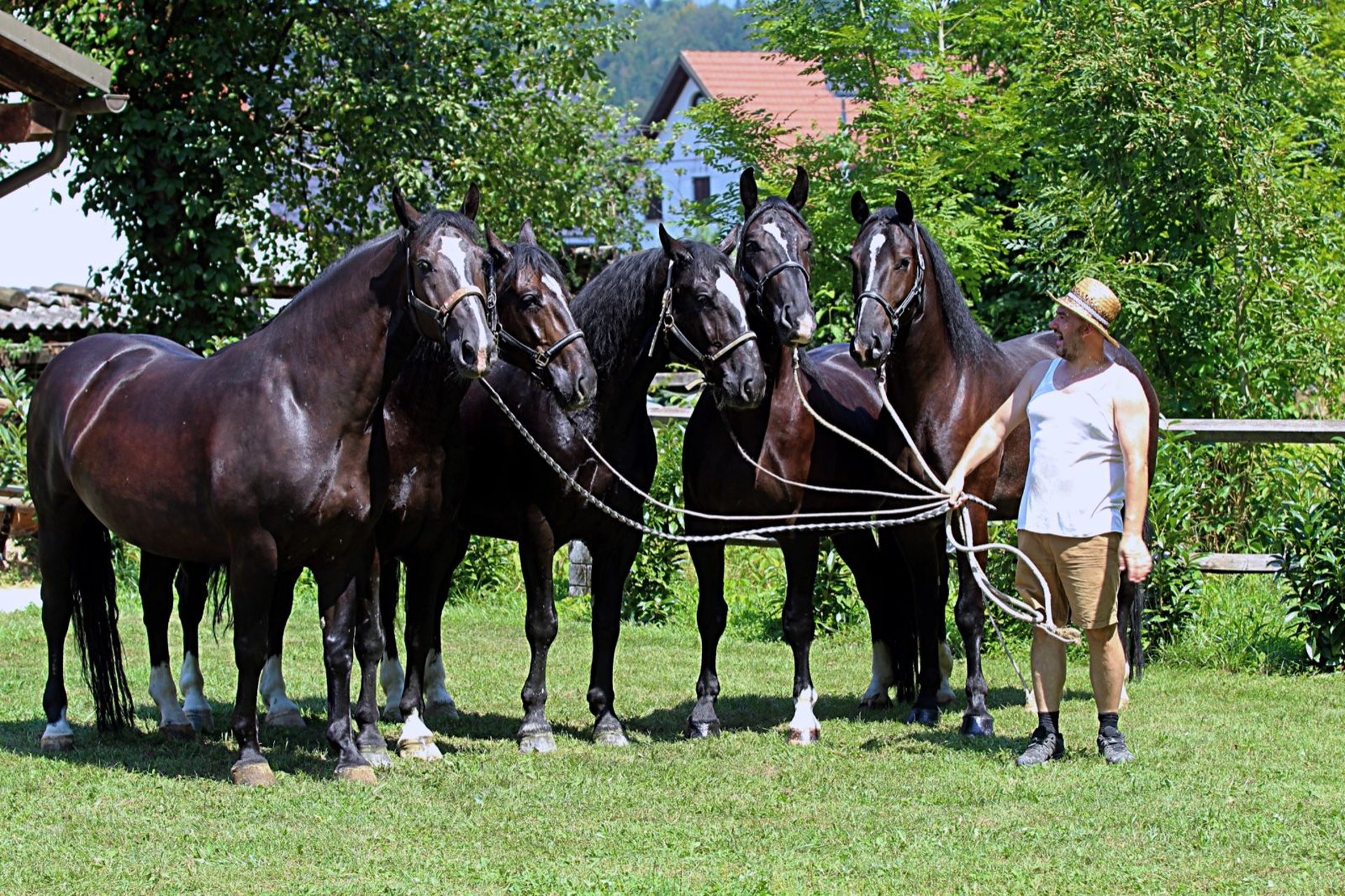 Silesisk häst Valack 4 år 166 cm Svart in KAMNIK