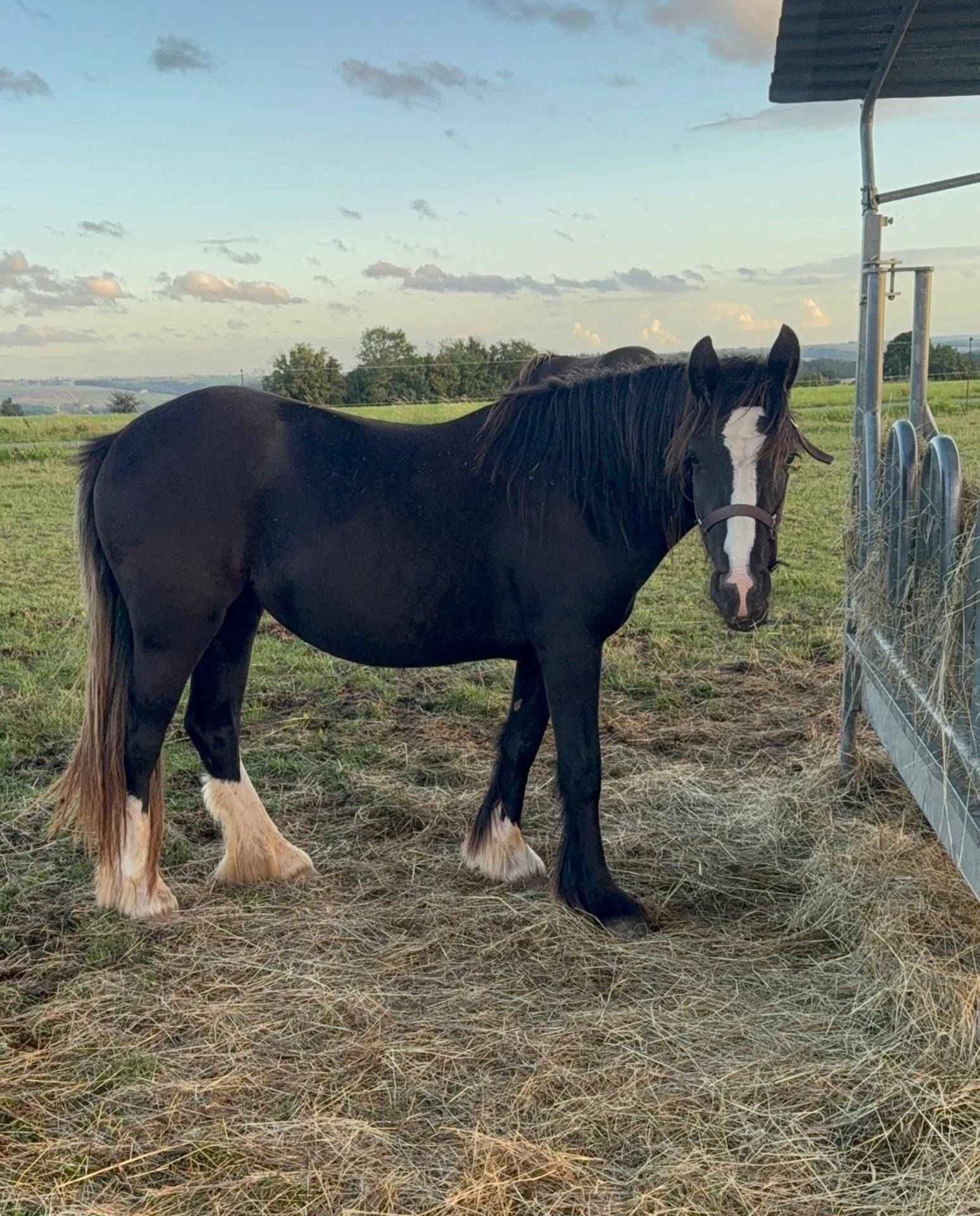 Gypsy Horse Mare 2 years 14 hh Black in Daleiden