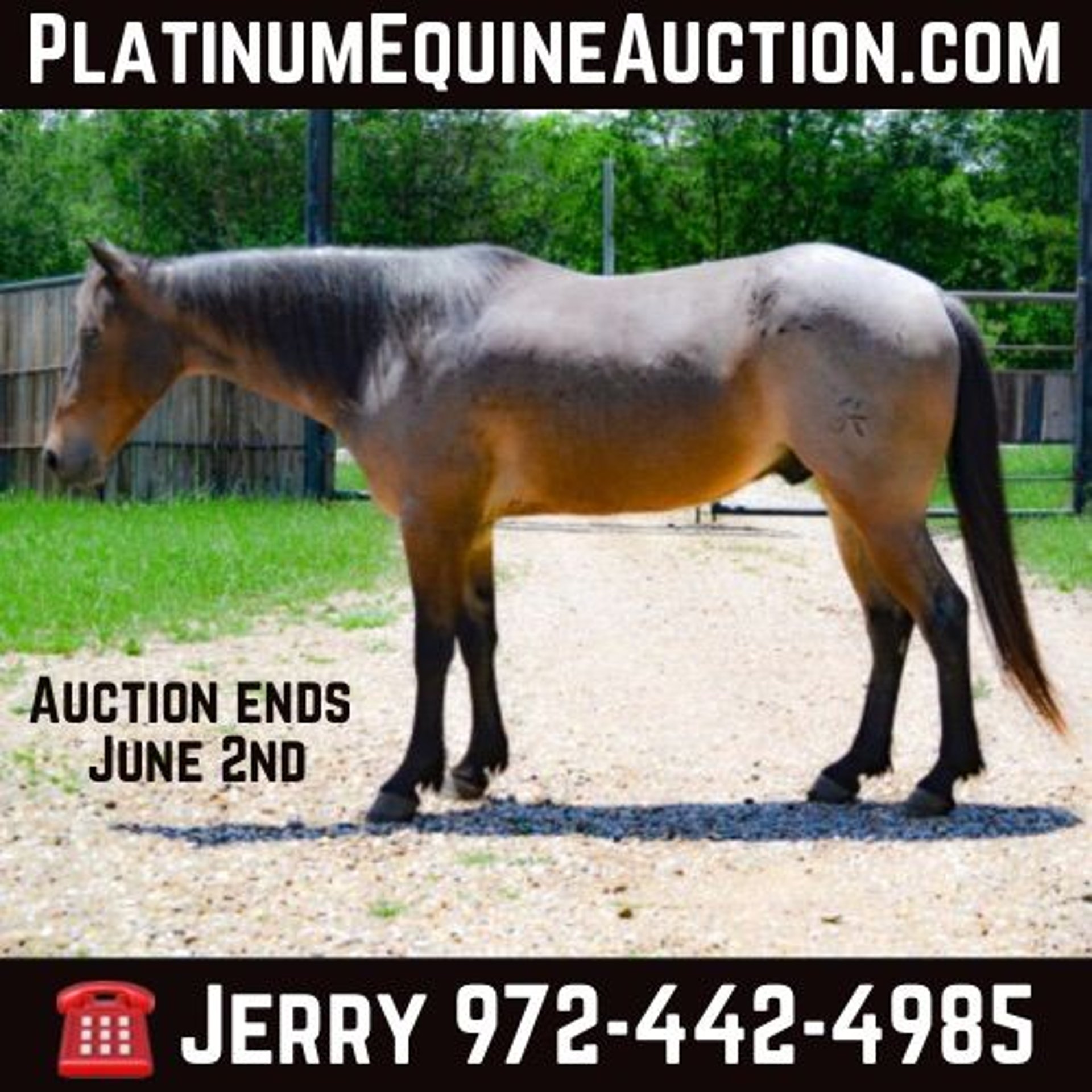 American Quarter Horse Gelding 7 years 14,2 hh Roan-Bay in Savoy TX