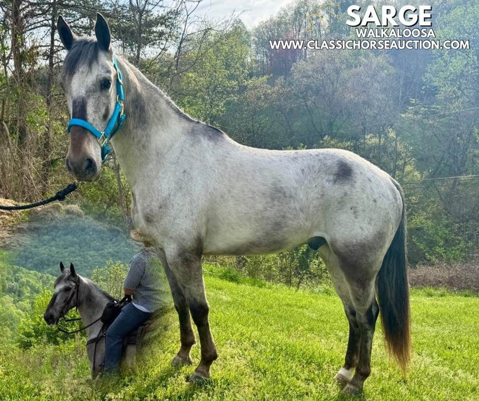 Tennessee Walking Horse Wallach 5 Jahre 142 cm Rotbrauner in Grayson, KY