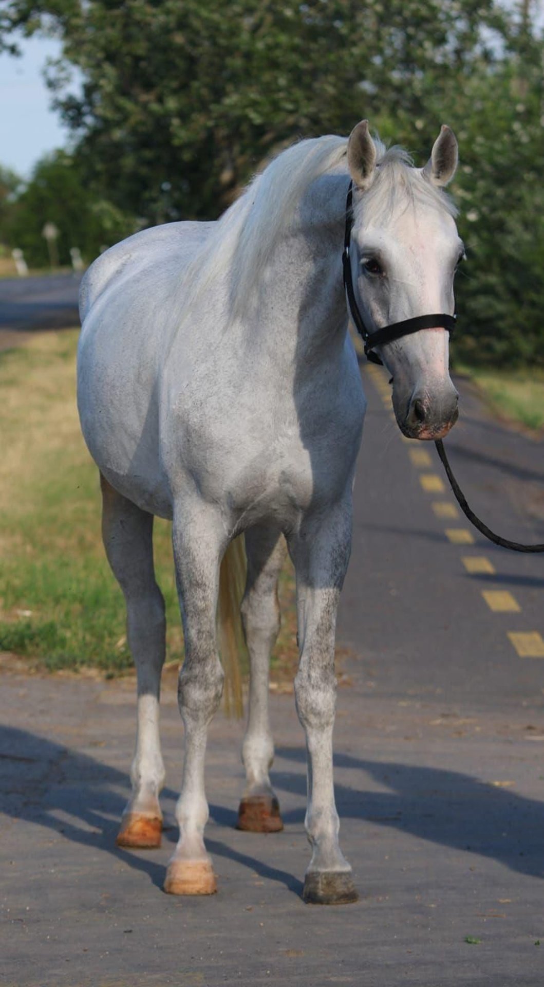 More ponies/small horses Mare 6 years 15,1 hh Grey in Gyula