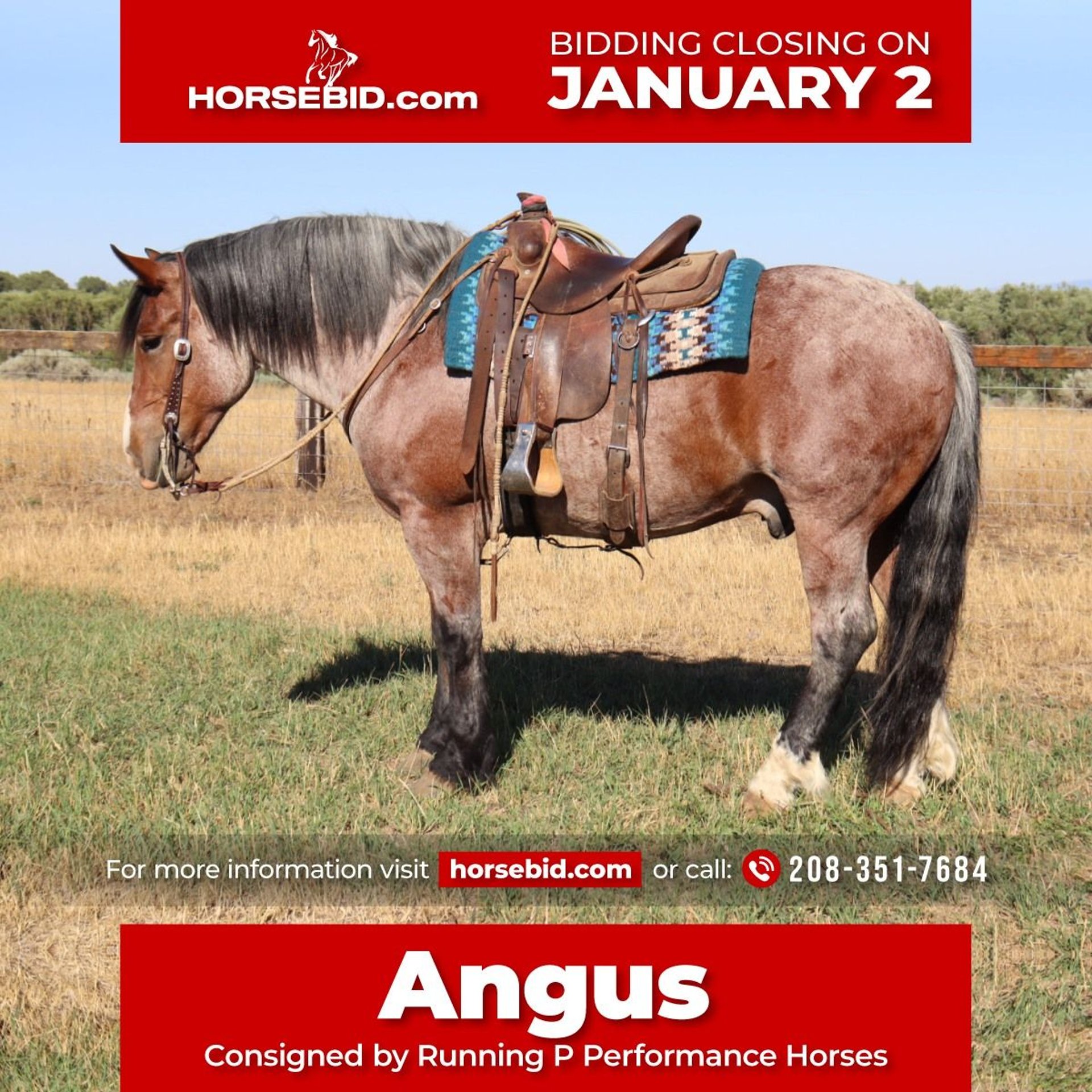 Draft Horse Mix Gelding 9 years 15,2 hh Roan-Bay in Congress, AZ