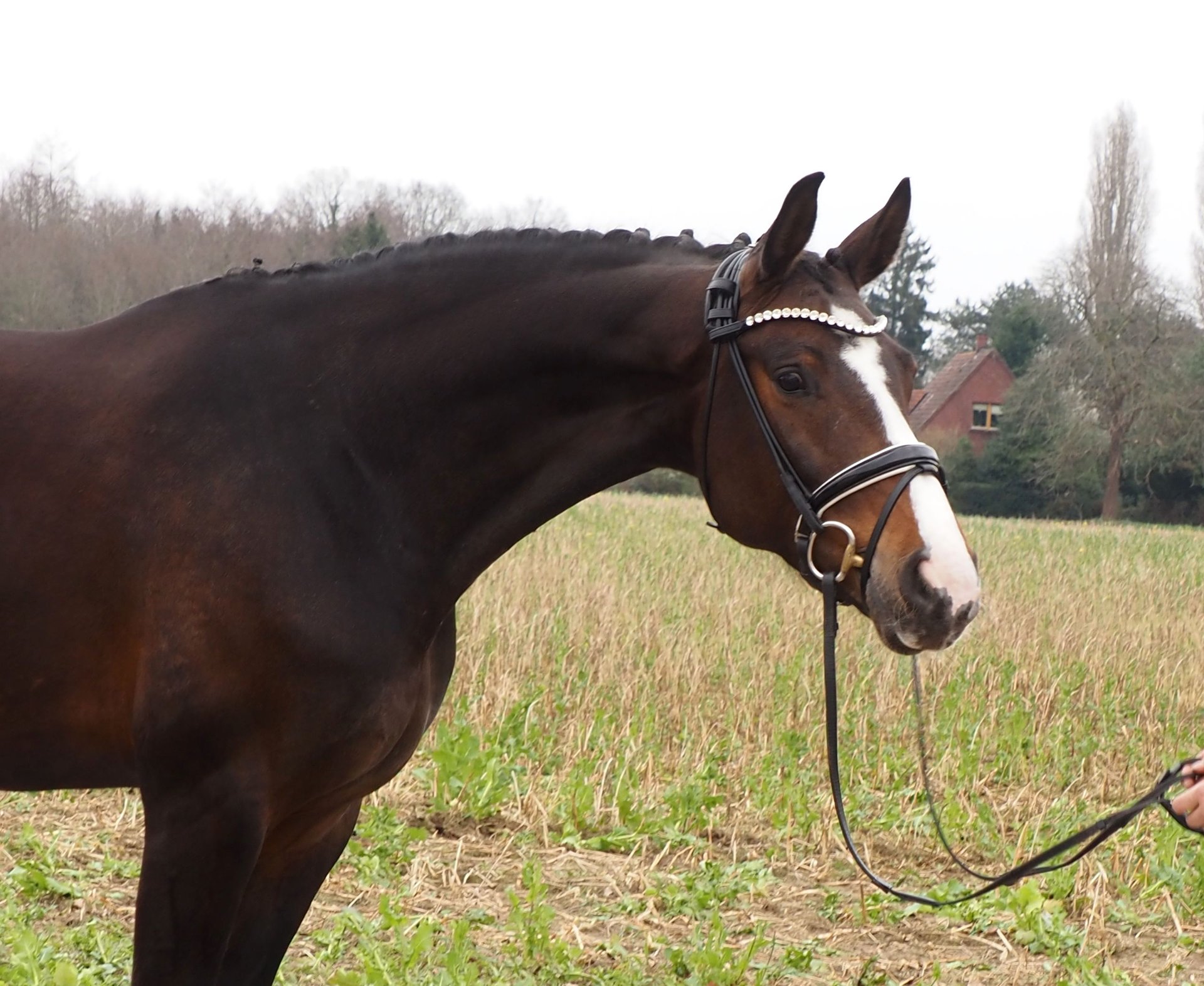 Oldenburg Mare 10 years 16,2 hh Bay-Dark in Bramsche