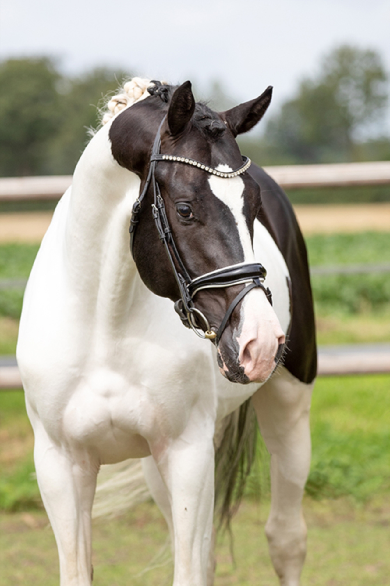 German Riding Horse Stallion Pinto in Etgersleben