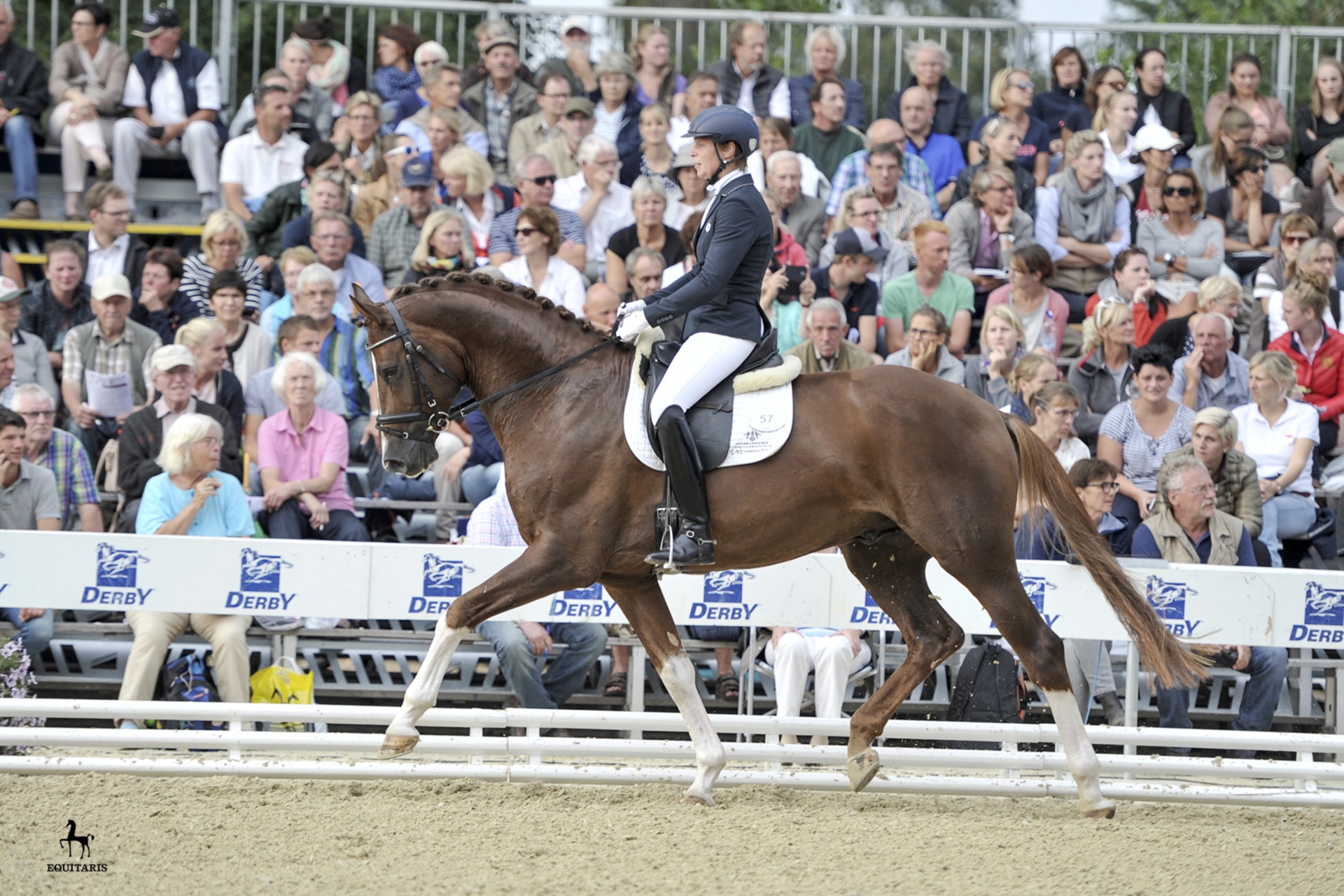 BEST FOR ME OLD Oldenburg Stallion Chestnut in Löningen