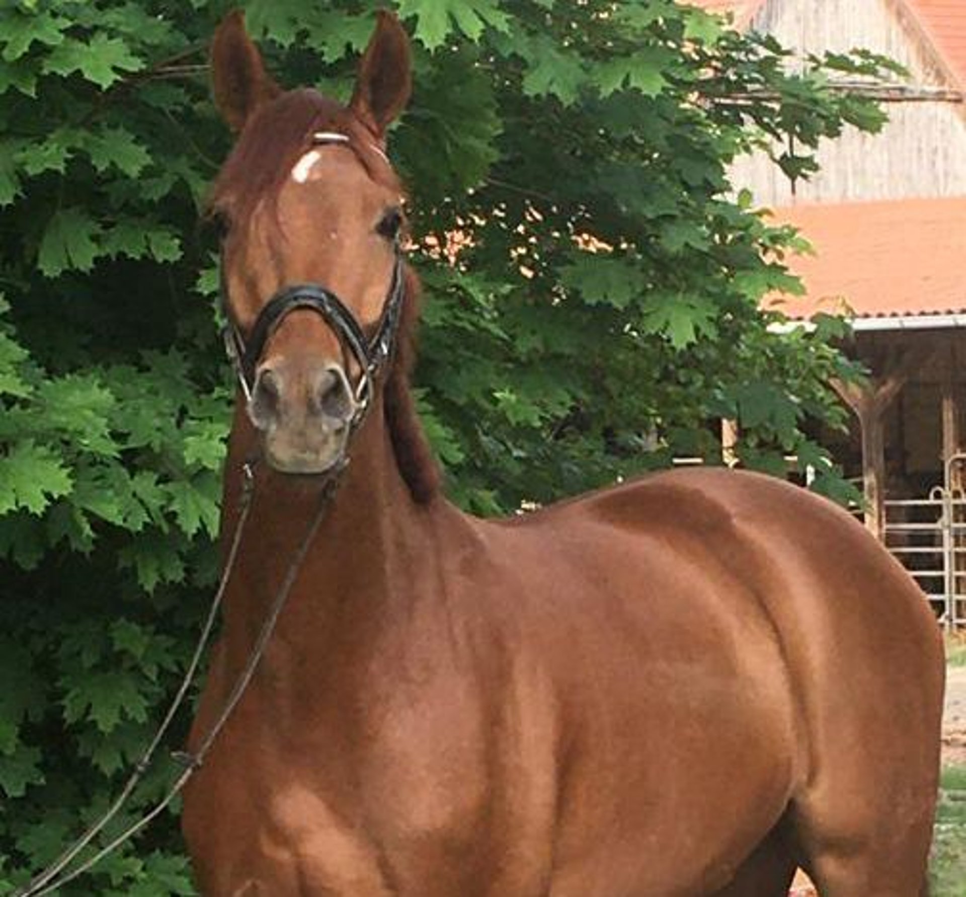 Oldenburg Gelding 9 years 16,1 hh Chestnut-Red in Fuldabrück