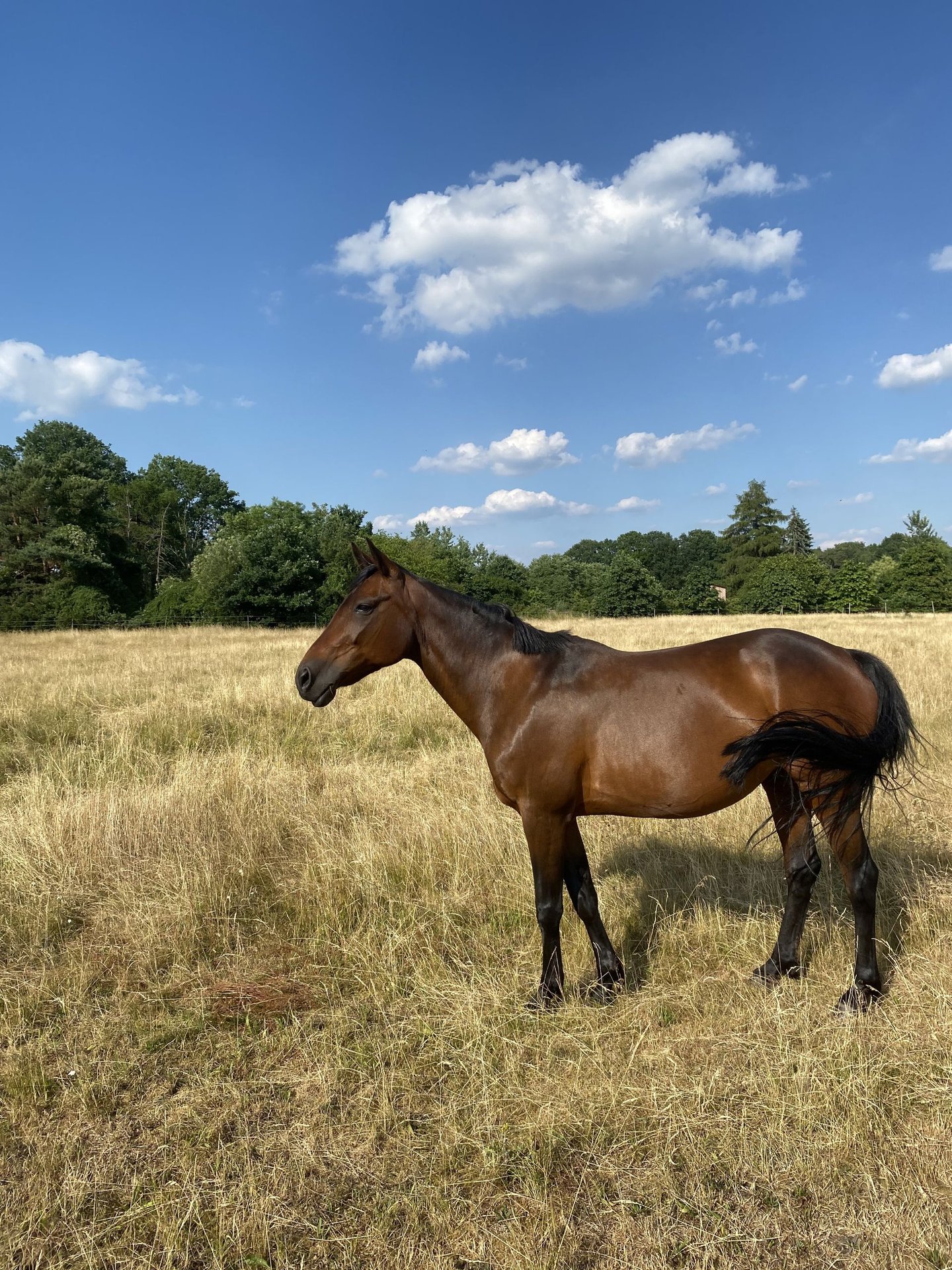German Trotter Mare 19 years 13,3 hh Brown in Rahden